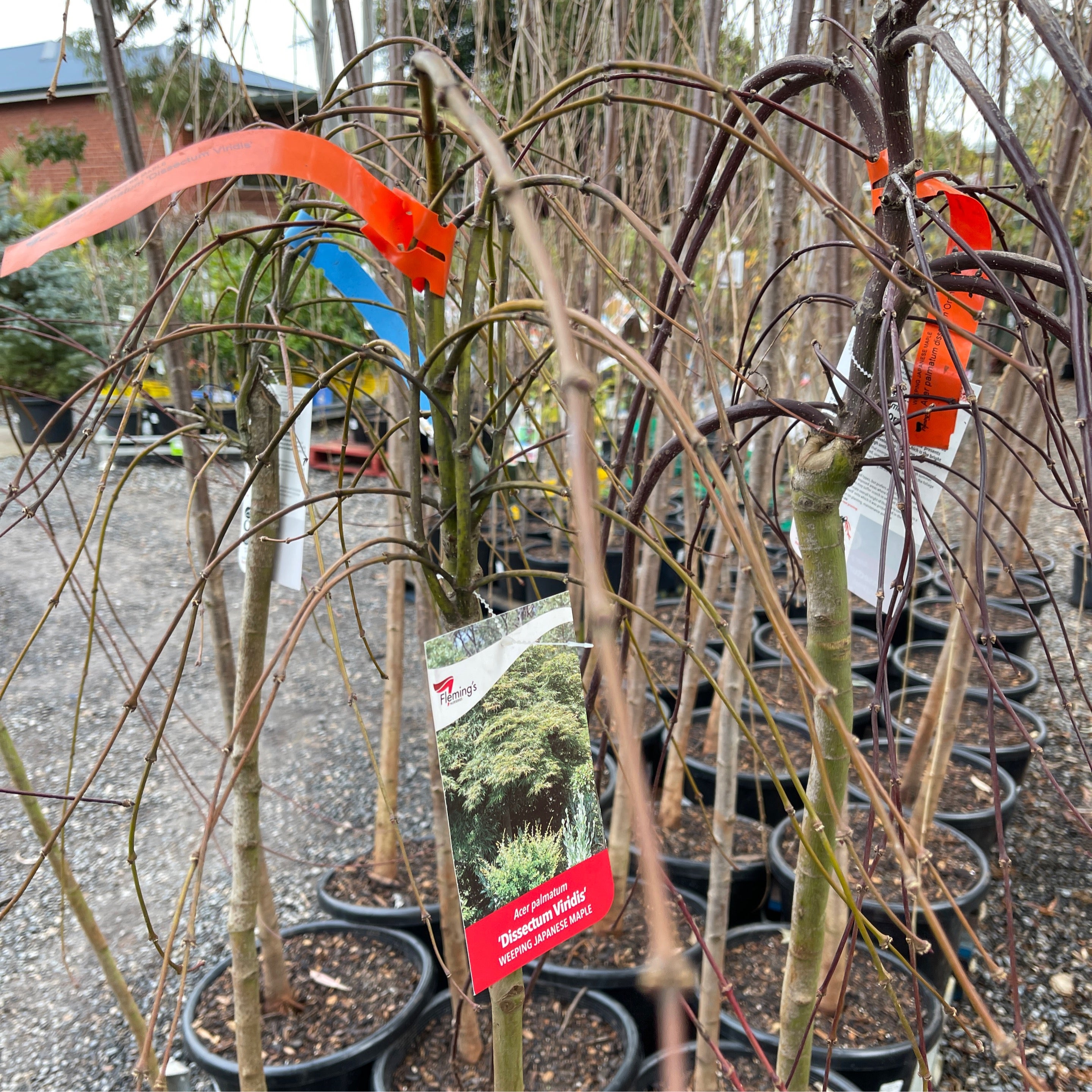Acer Palmatum Dissectum Viridis - Short Standard - (Bare Root Potted ...