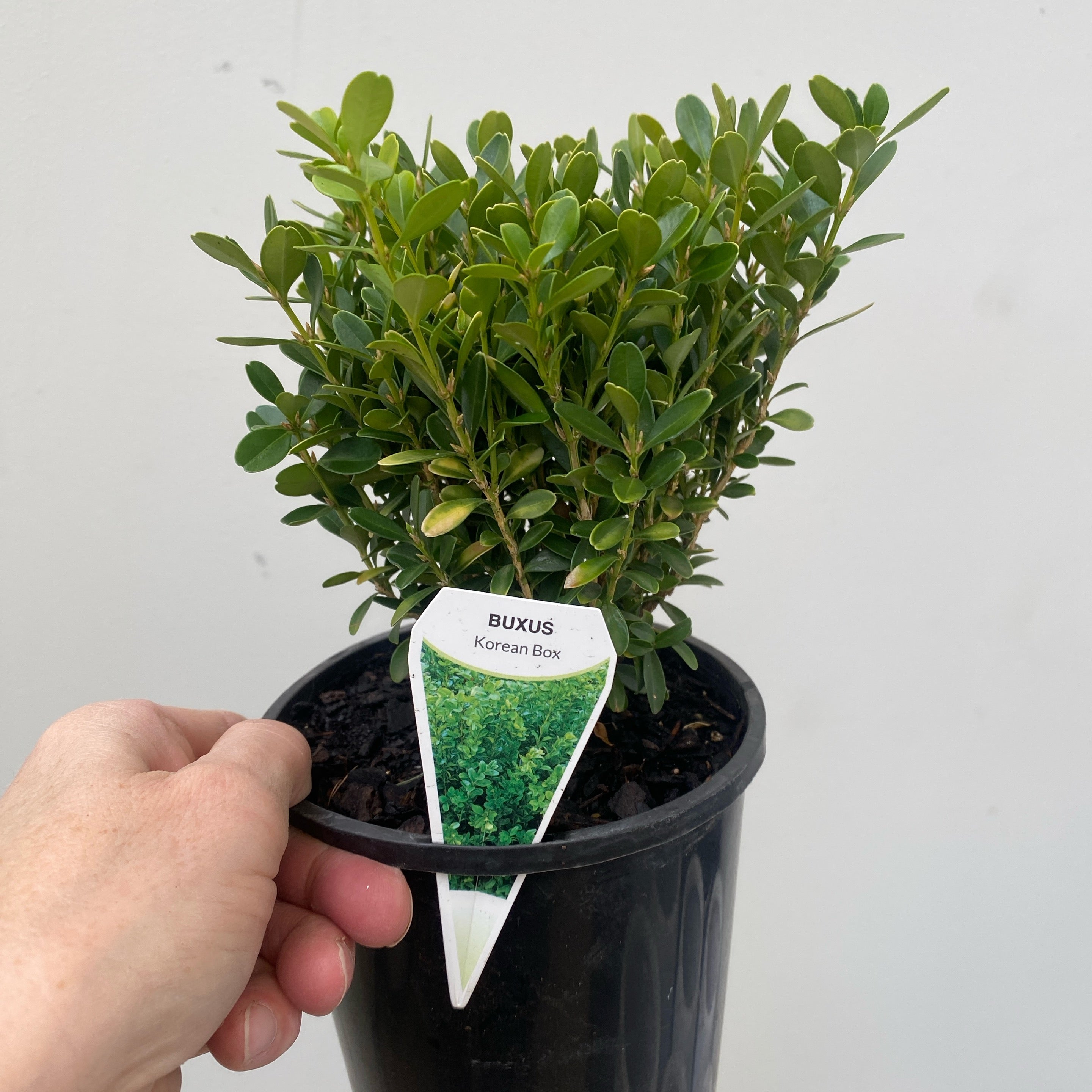 Buxus Microphylla Koreana - Korean Box - 140mm | Exotic Botanic