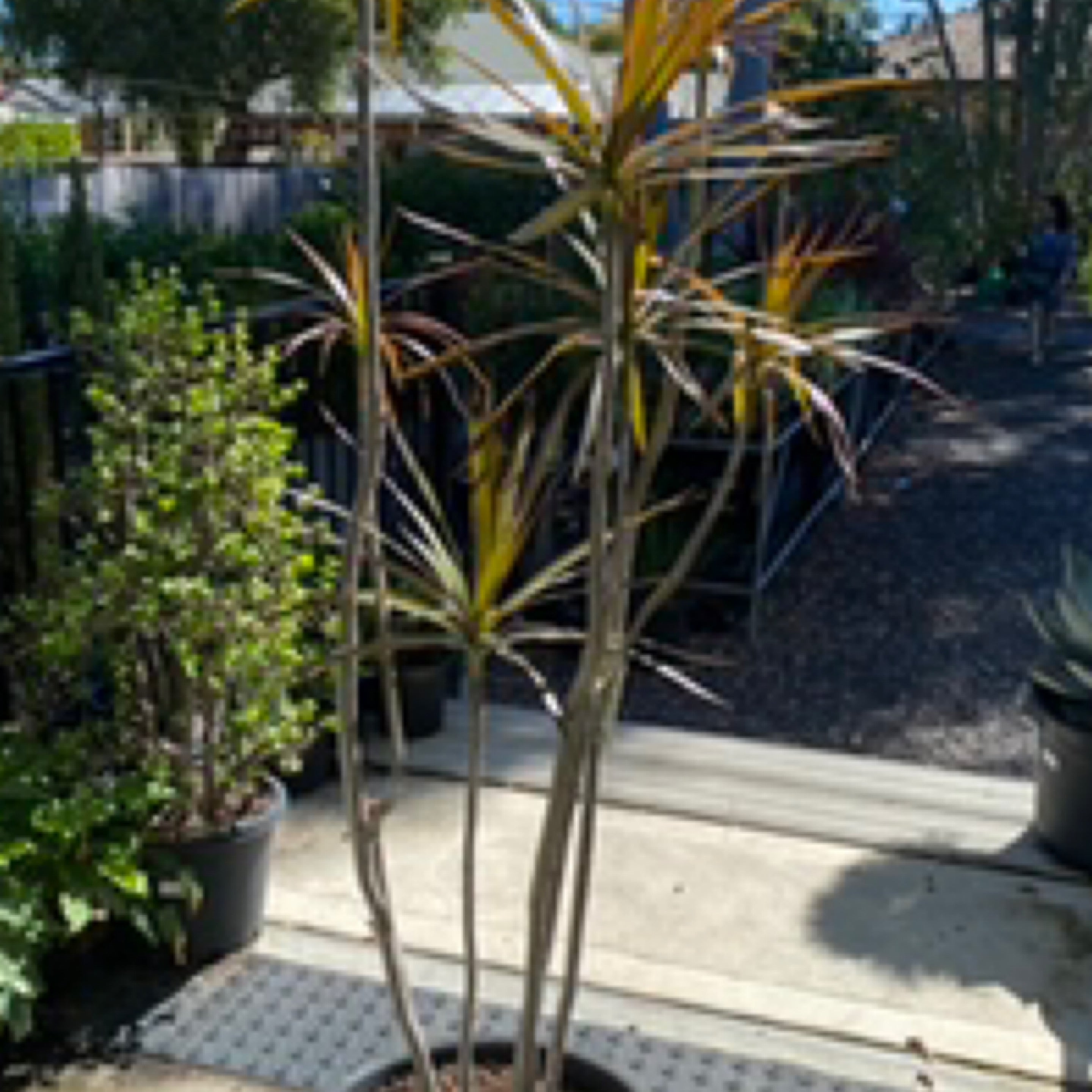 Dracaena Marginata Black Knight Multi Planted - 400mm | Exotic Botanic