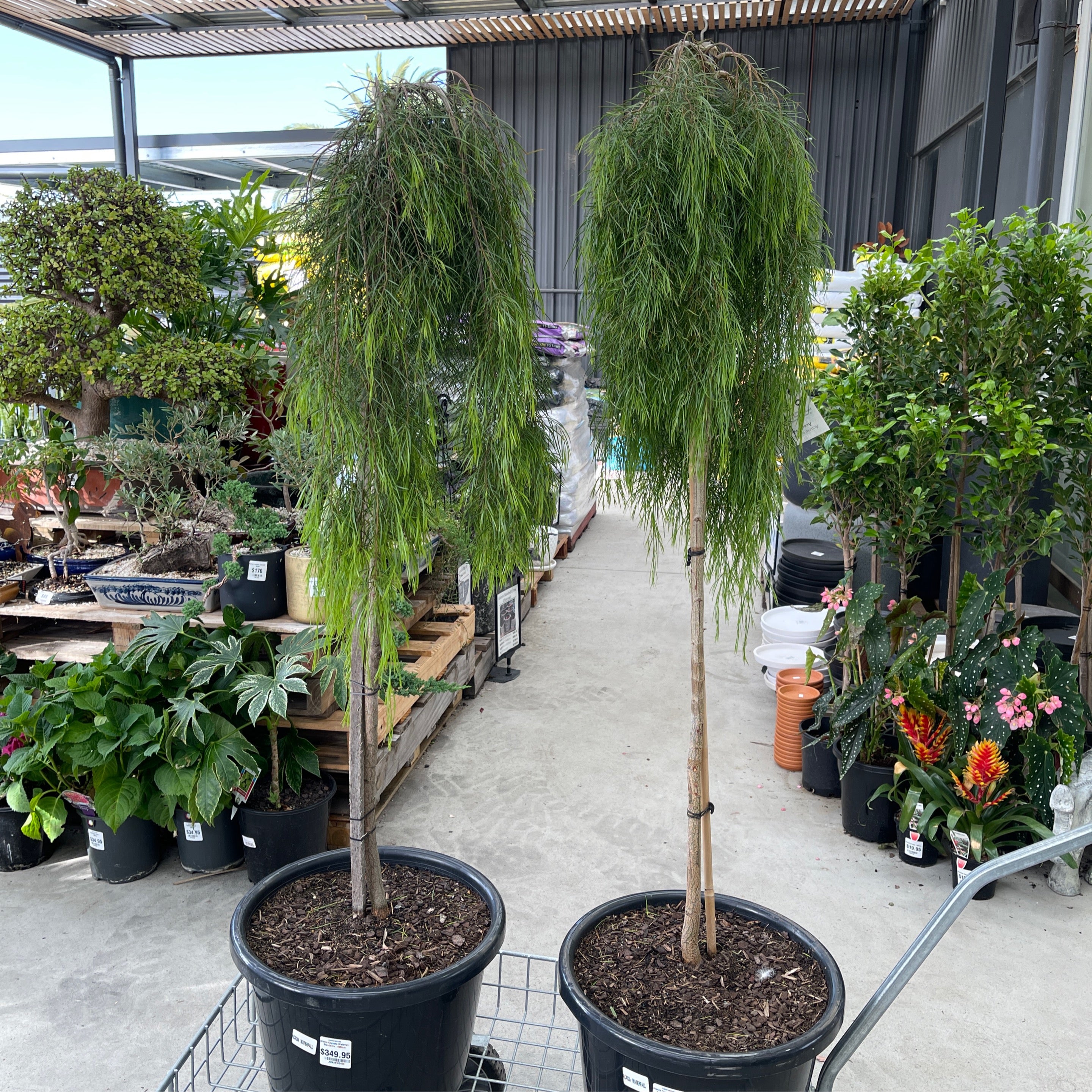 Acacia Cognata Waterfall Standards - 400mm | Exotic Botanic