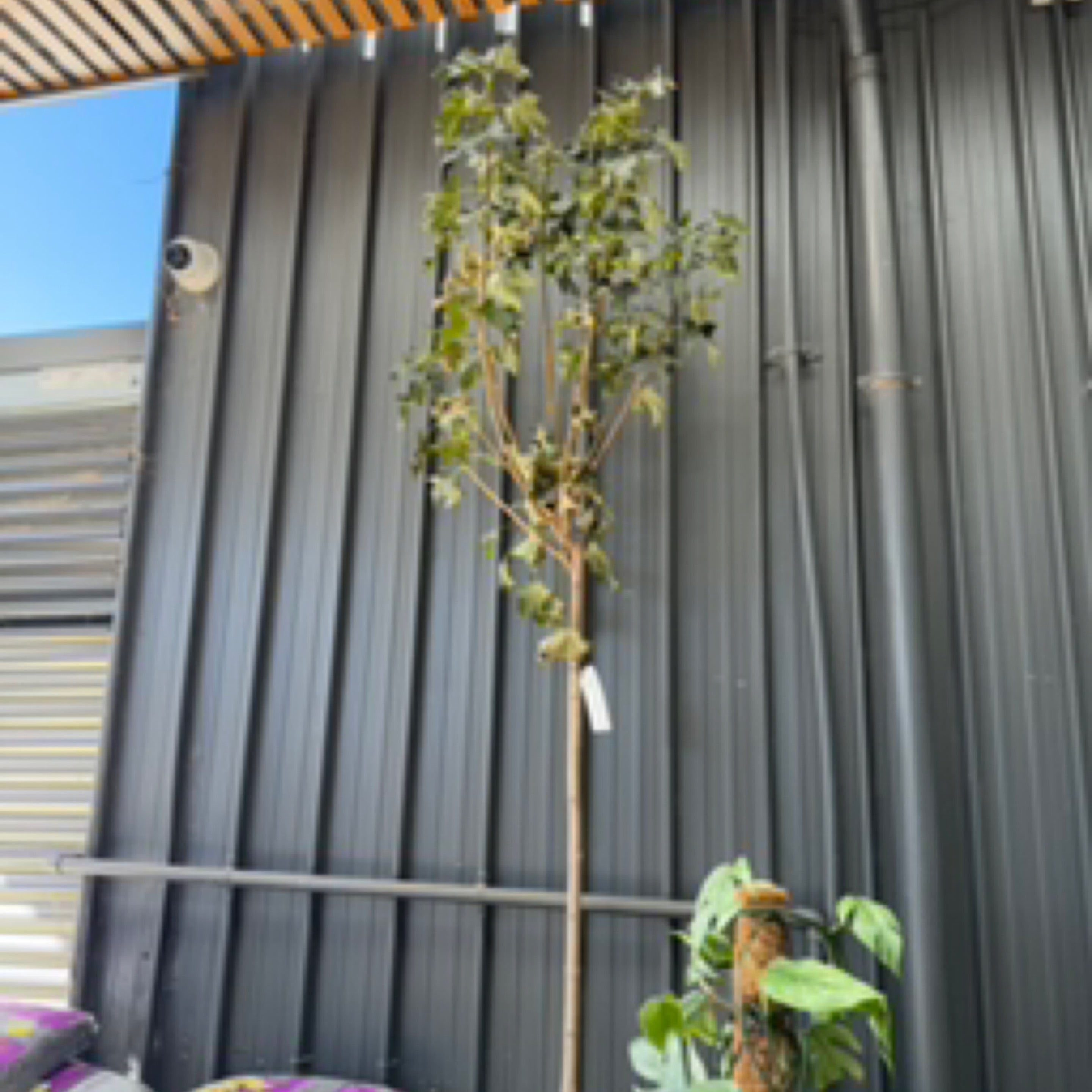 Weeping Mulberry - Morus Alba Pendula - 45L | Exotic Botanic