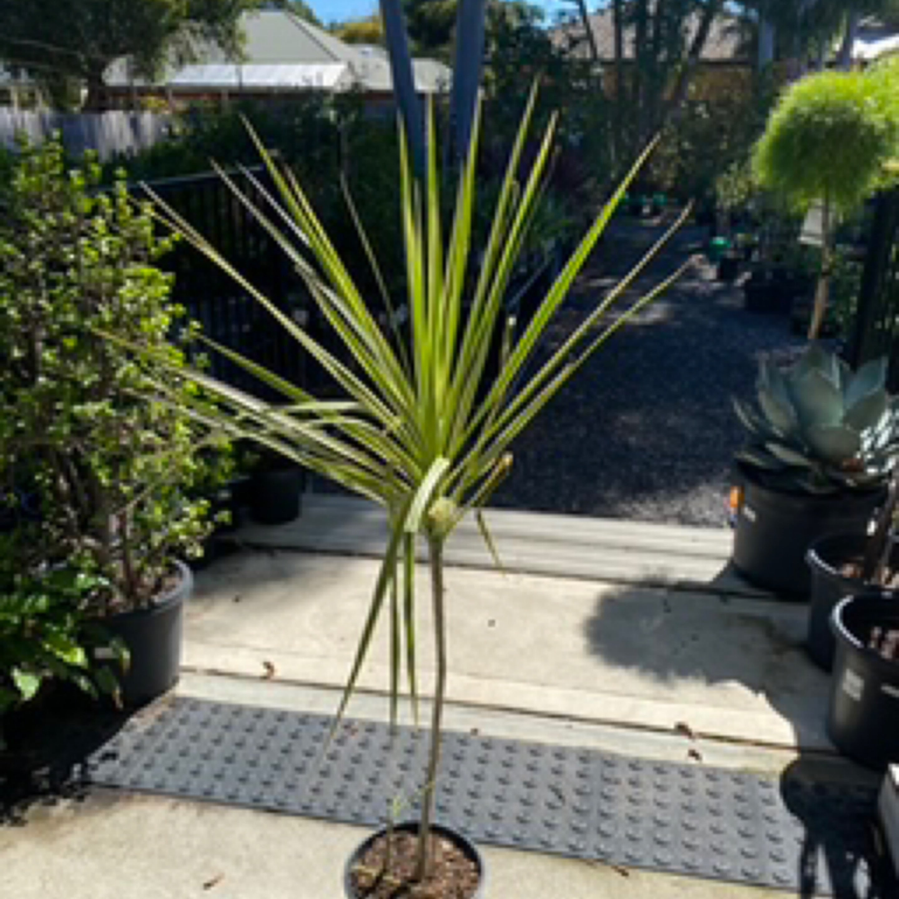 Dracaena Marginata Multi Planted - 200mm | Exotic Botanic