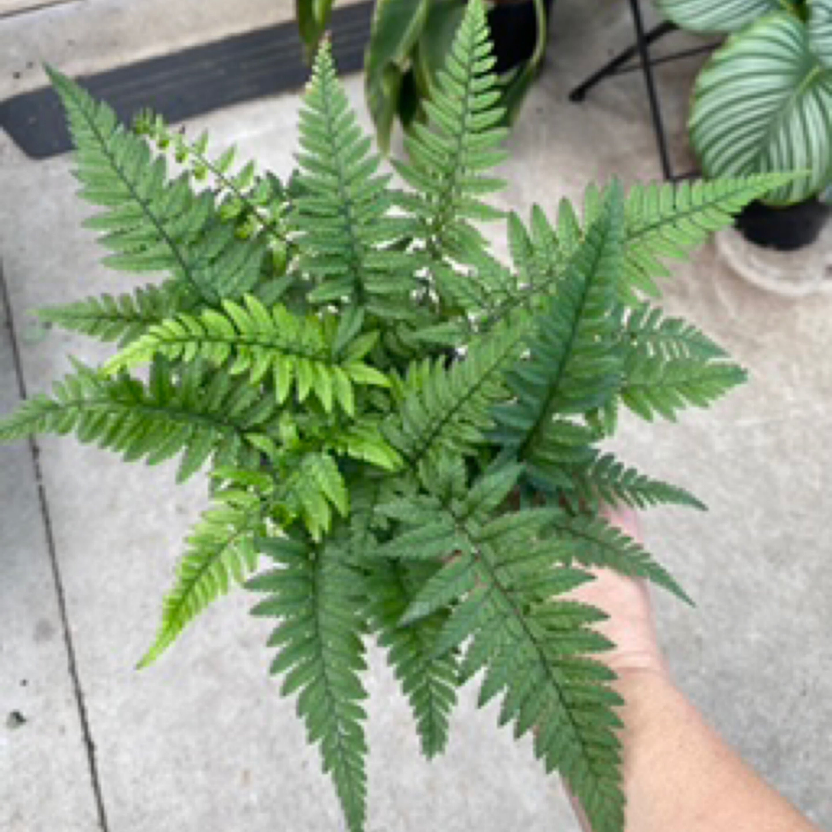 Polystichum Tsussimense - Korean Rock Fern - 100mm | Exotic Botanic
