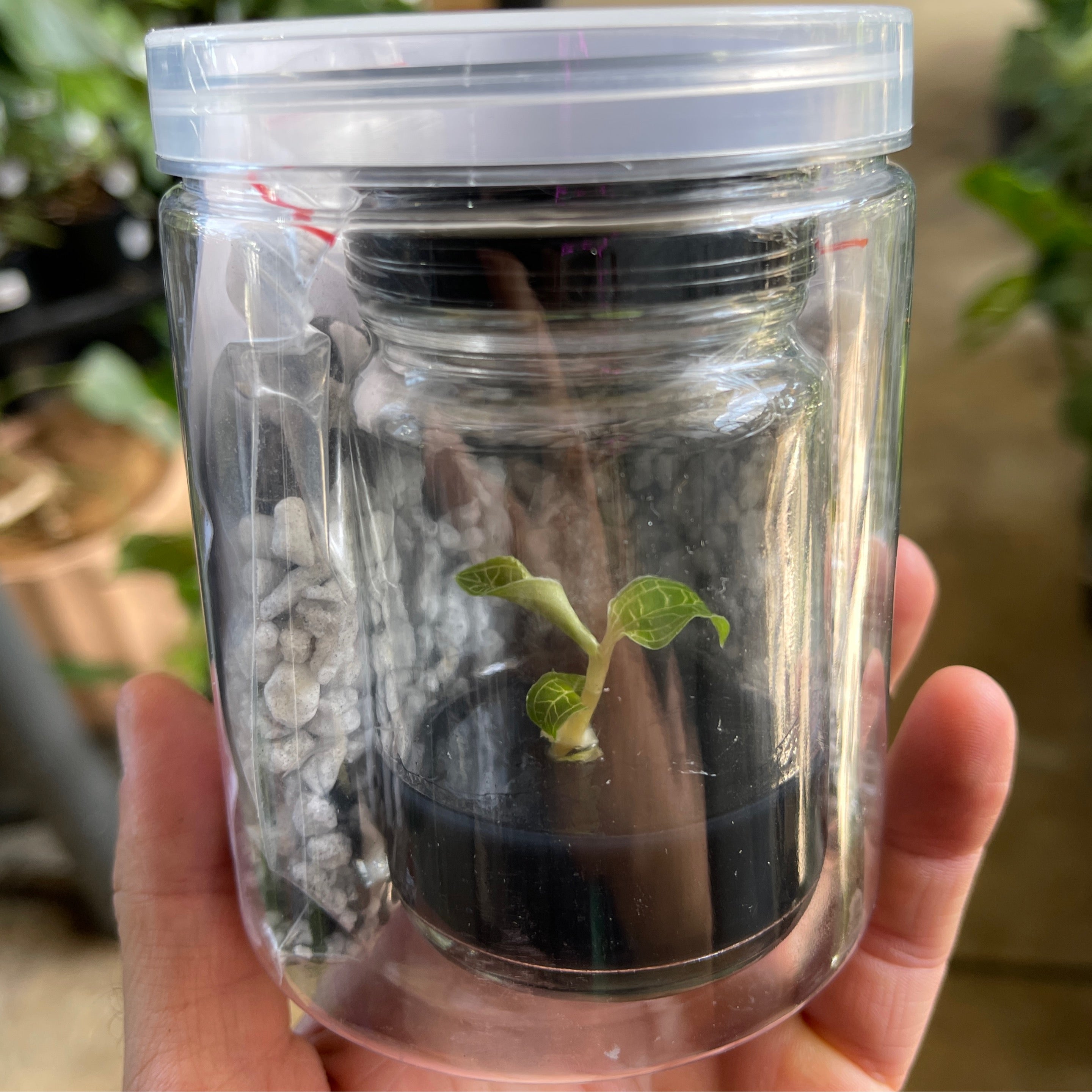 Tissue Culture Kit Jewel Orchid Macodes Petola | Exotic Botanic