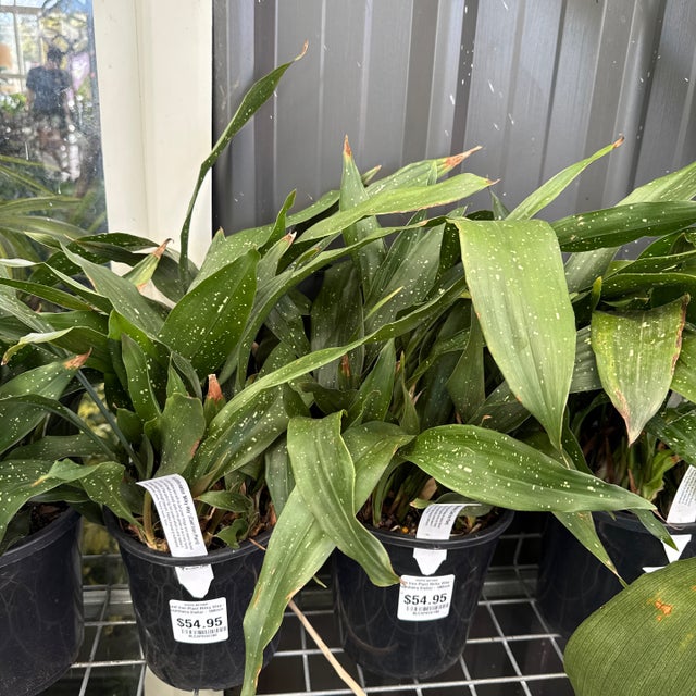 Cast Iron Plant Milky Way - Aspidistra Elatior - 180mm | Exotic Botanic