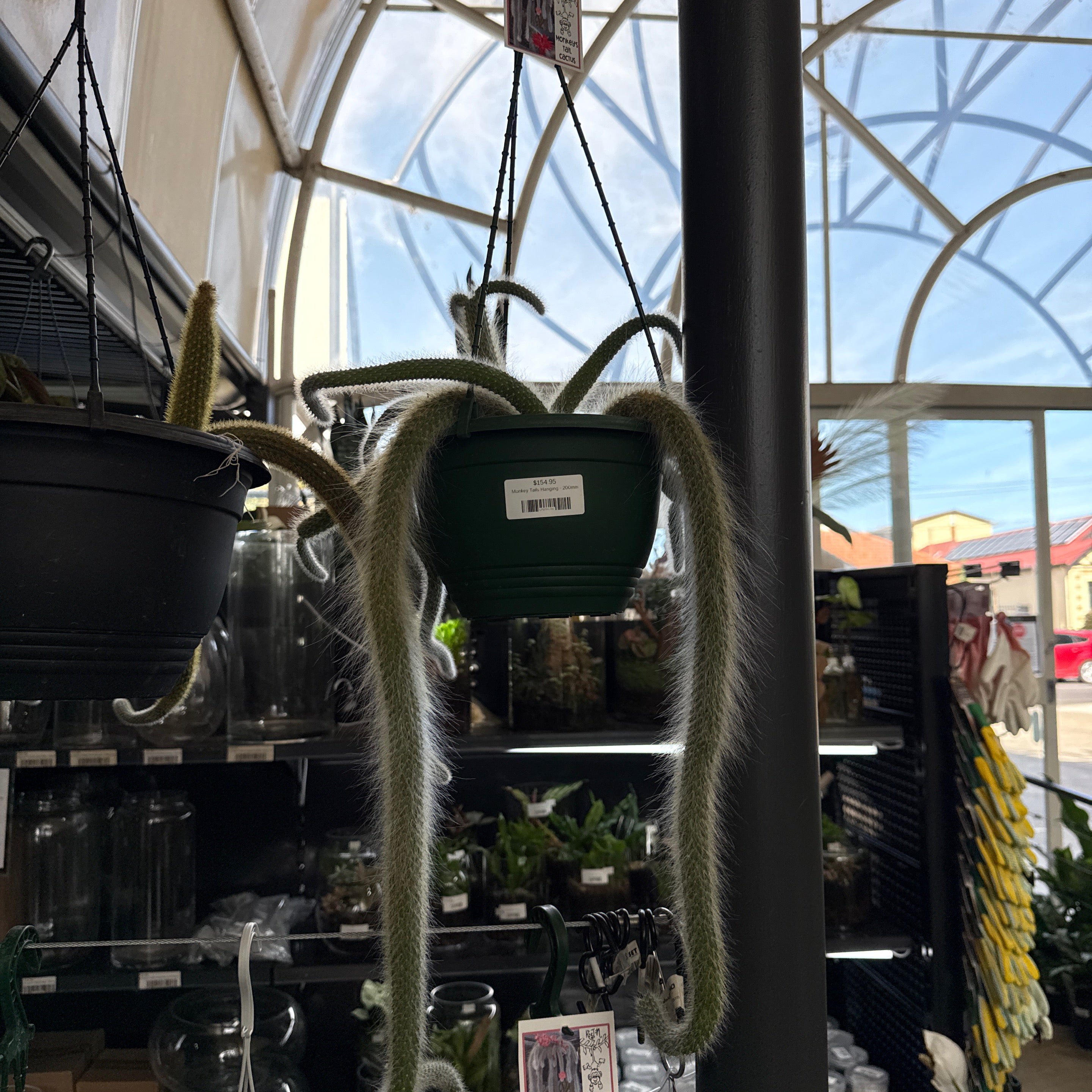 Monkey Tails Hanging - 200mm | Exotic Botanic