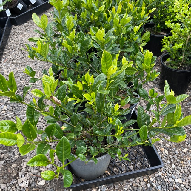 Gardenia Augusta Florida - 200mm | Exotic Botanic