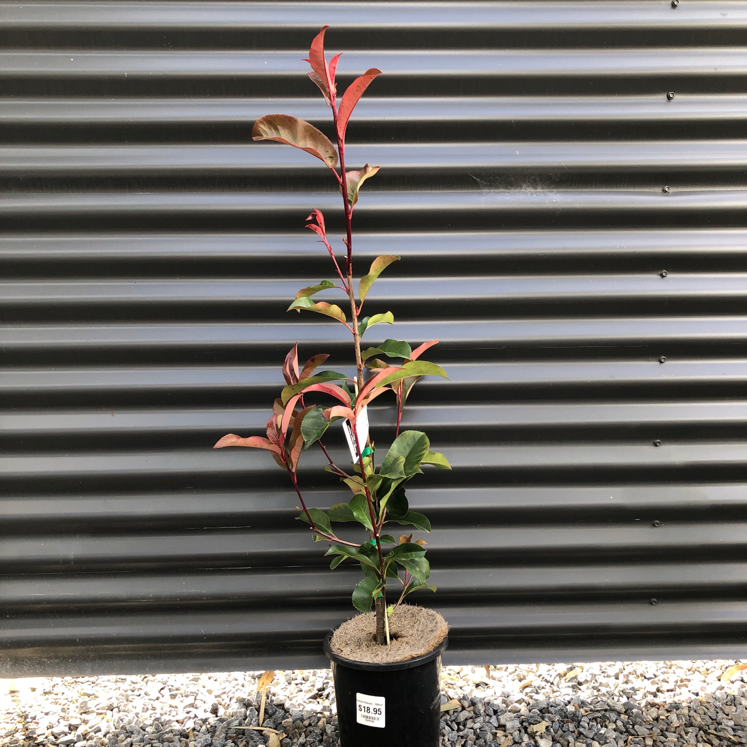 Photinia Robusta - 200mm | Exotic Botanic