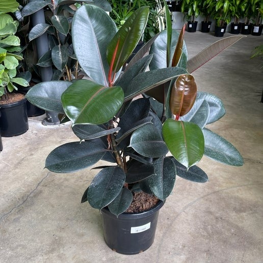 Ficus Elastica Burgundy - 300mm | Exotic Botanic