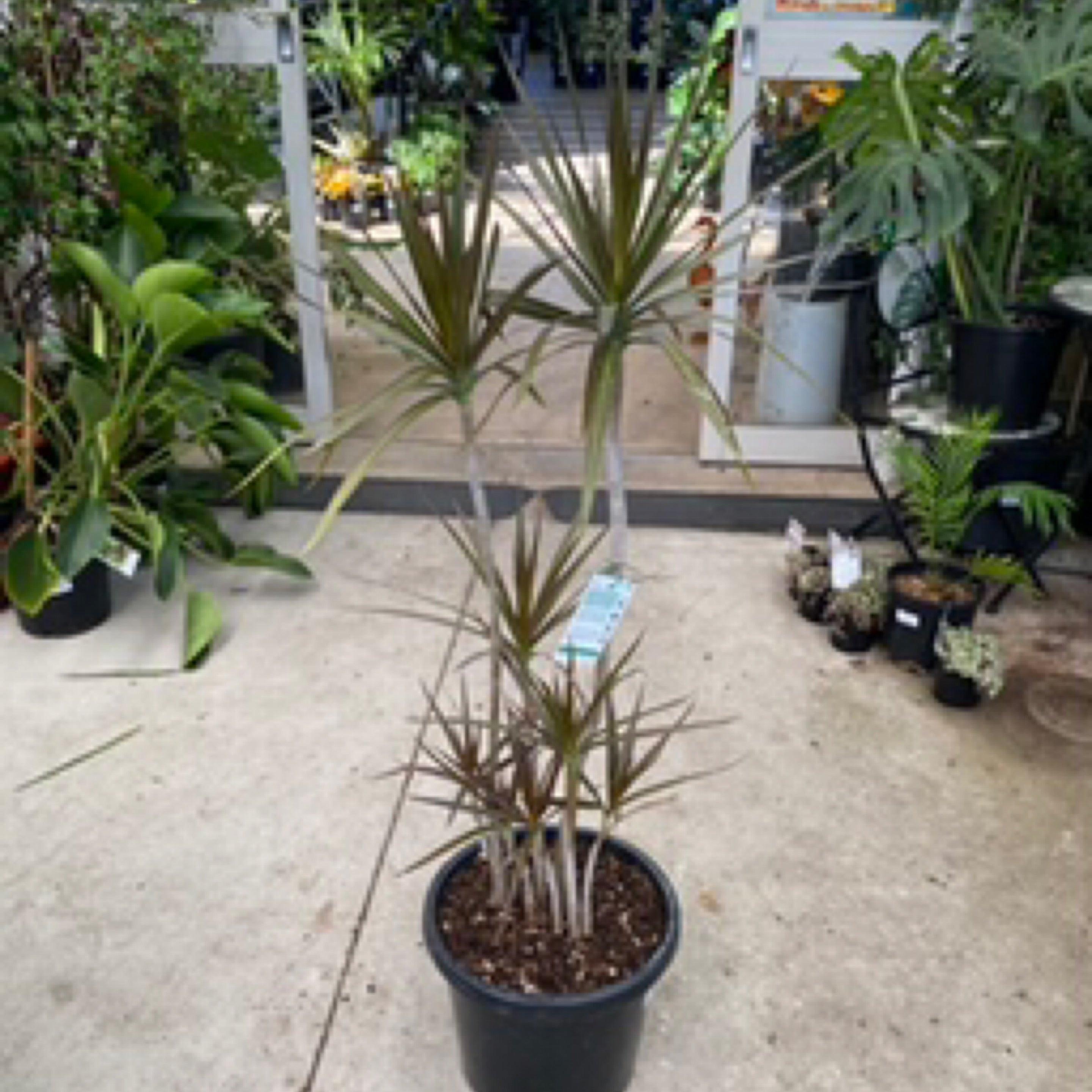 Dracaena Marginata Black Knight Multi Planted - 300mm | Exotic Botanic