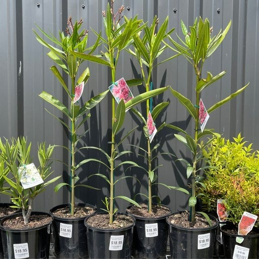 Nerium Oleander Cerise Splendens - double rose pink - 175mm | Exotic ...