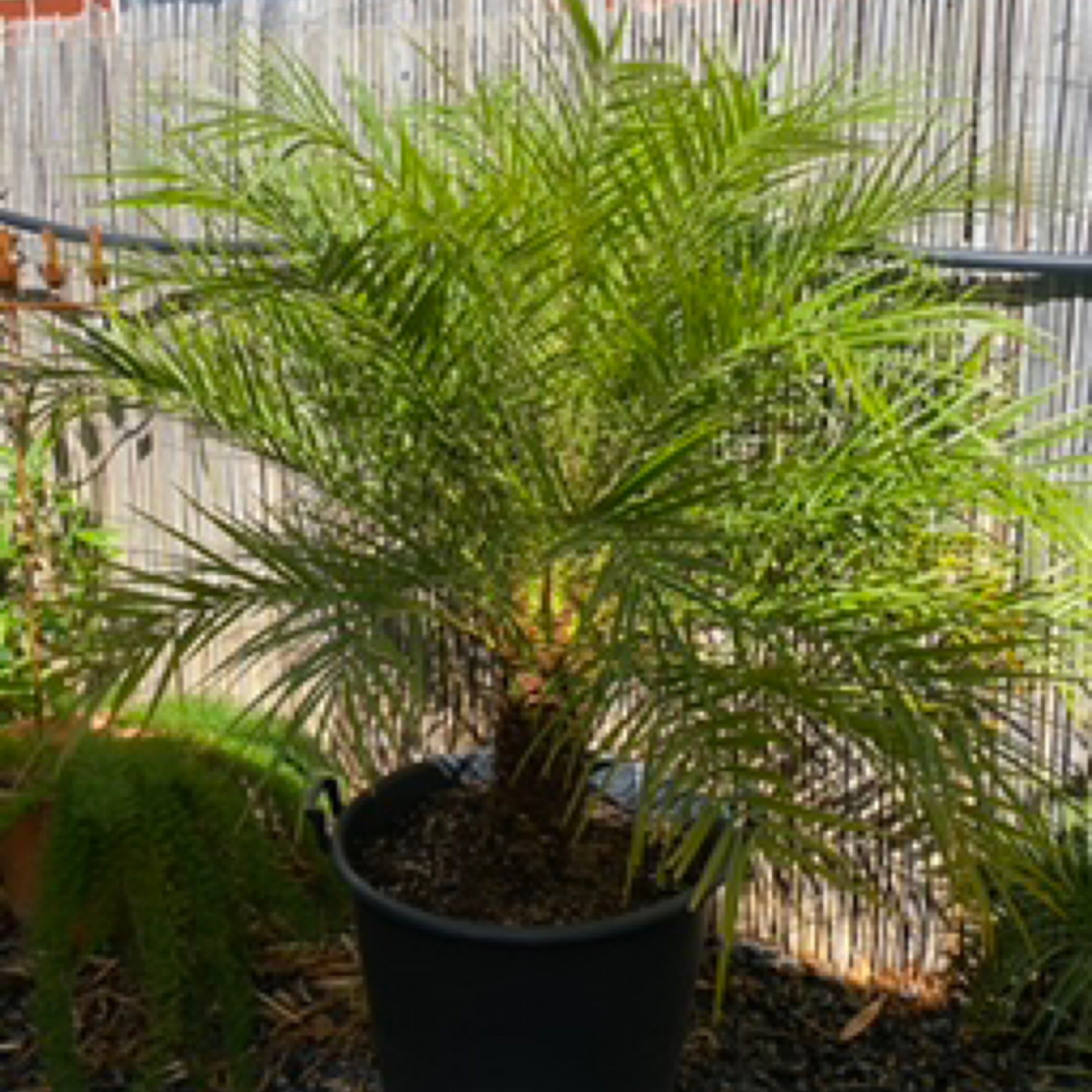 Phoenix Roebelenii - Dwarf Date Palm - 90L | Exotic Botanic