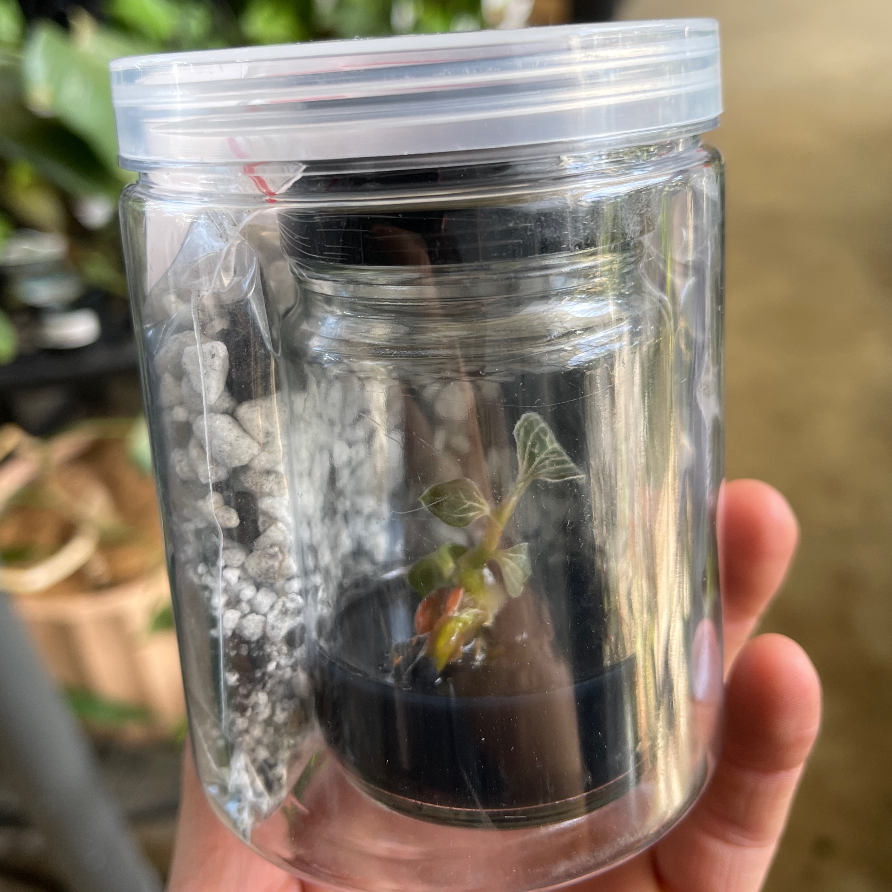 Tissue Culture Kit Jewel Orchid Macodes Lowii | Exotic Botanic