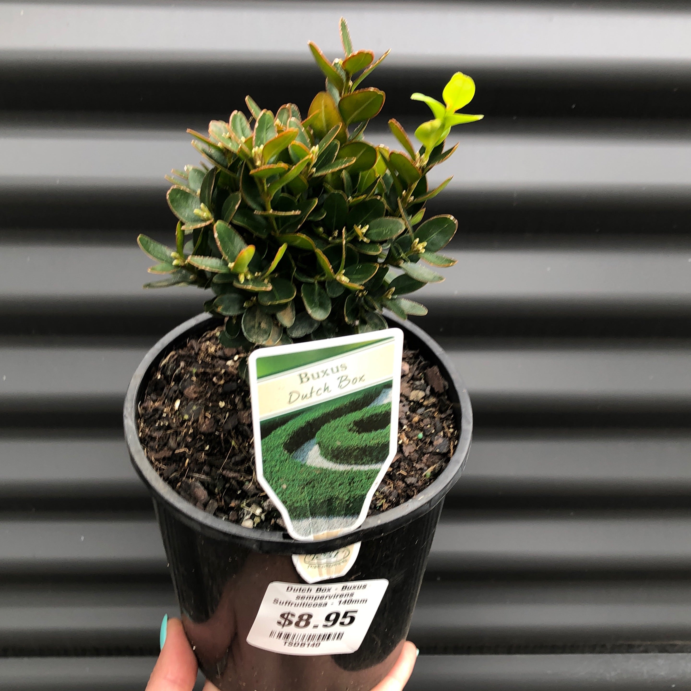 Dutch Box - Buxus sempervirens Suffruiticosa - 140mm | Exotic Botanic