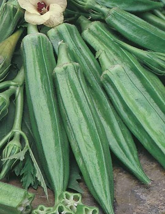 Okra Clemson's Spineless (Lady's Fingers) - Seeds | Exotic Botanic