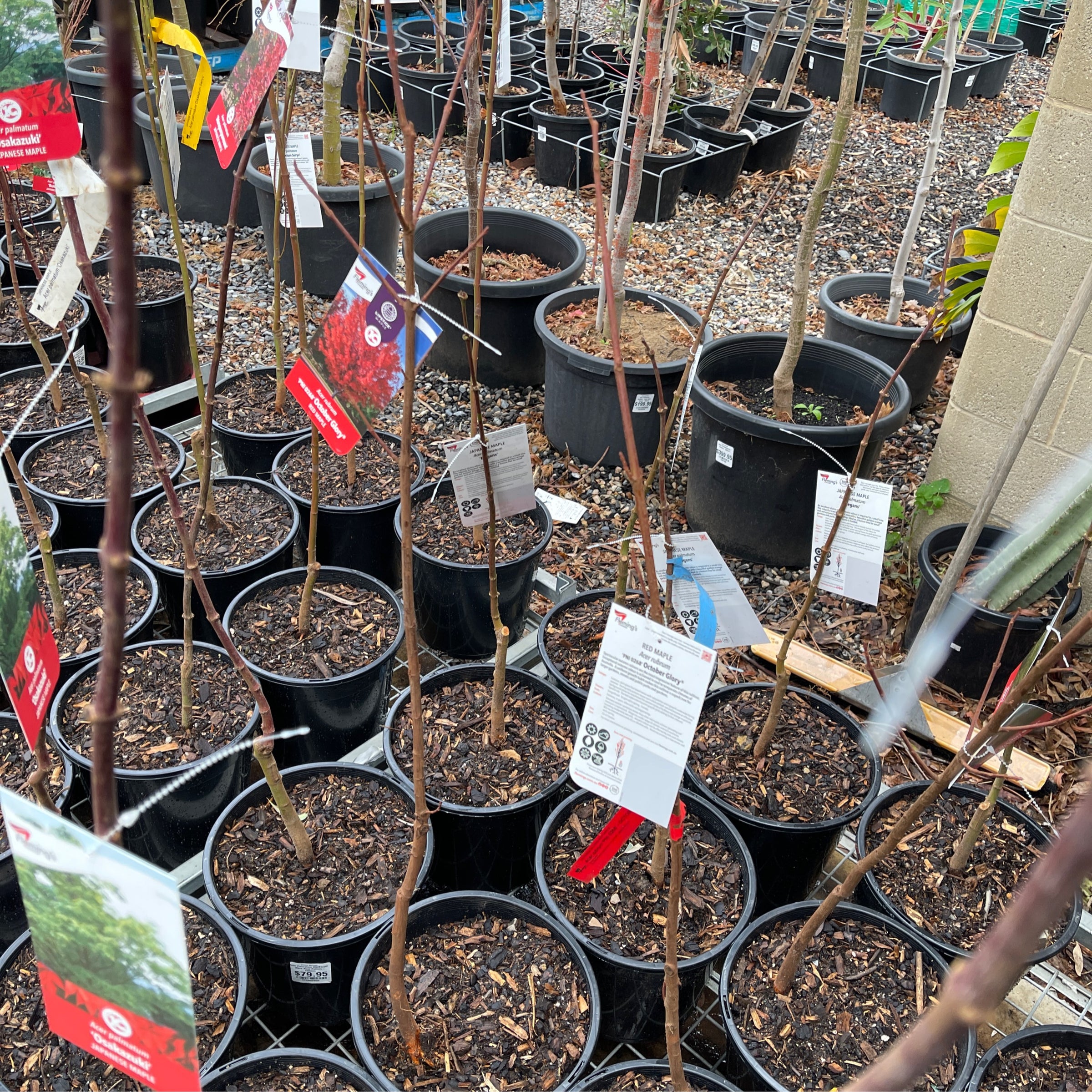 acer rubrum bare root