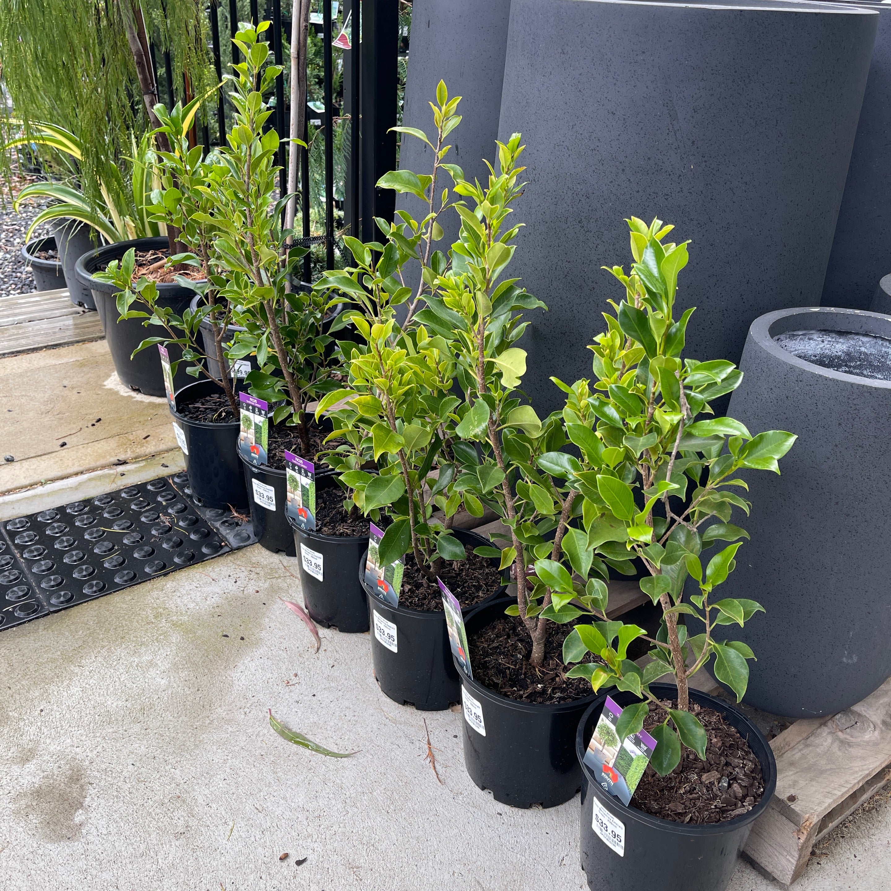 Ficus Benjamina Emerald Green - 200mm | Exotic Botanic