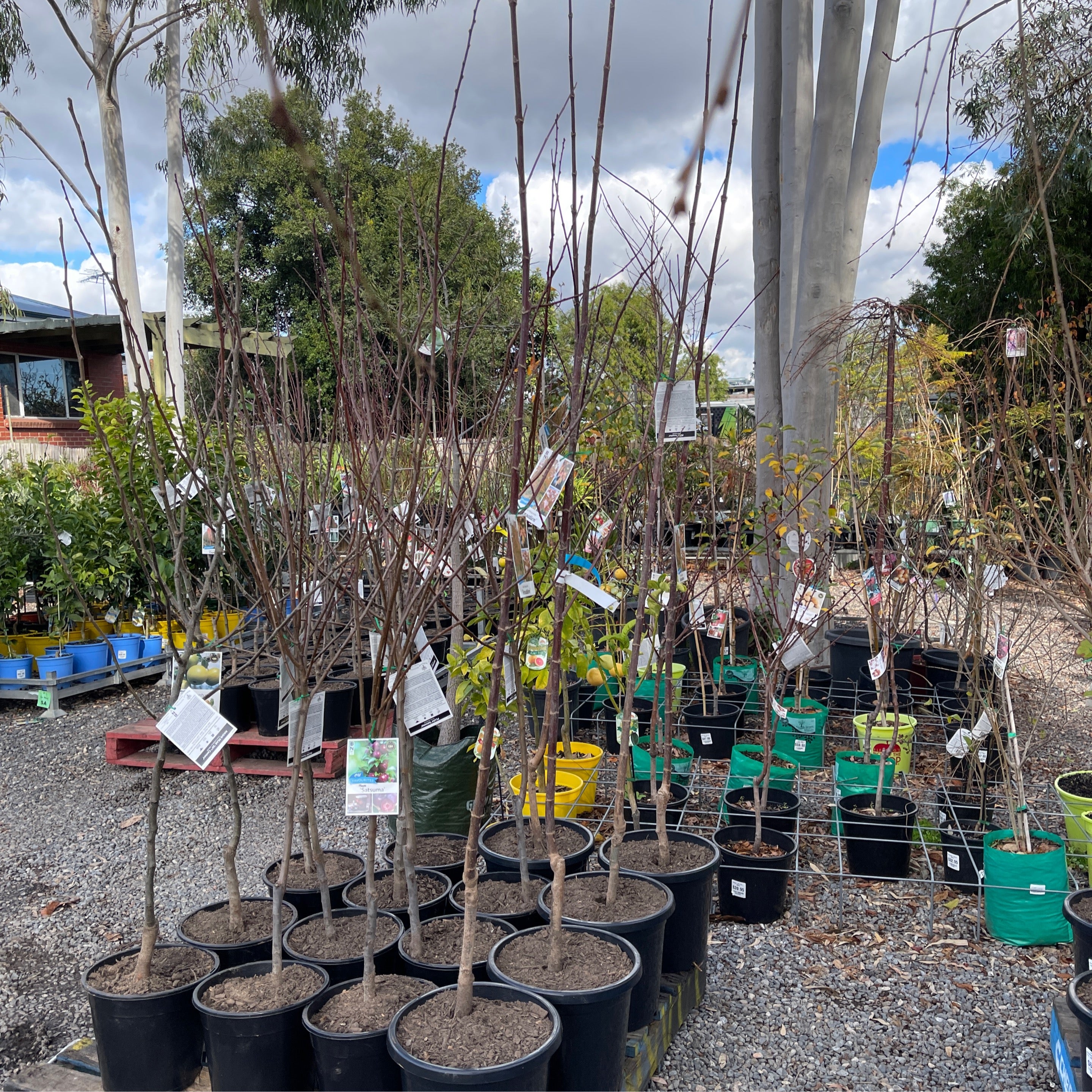 Acer - Sensation Maple - 300mm Bare Root Potted | Exotic Botanic