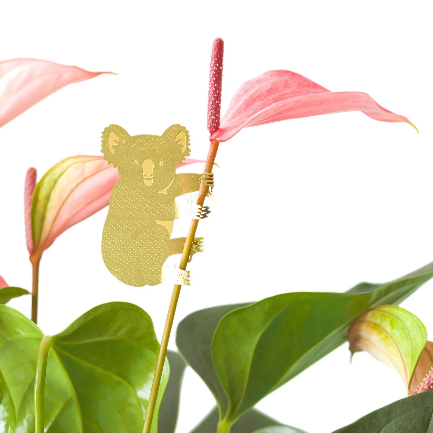 Plant Animal Koala | Exotic Botanic