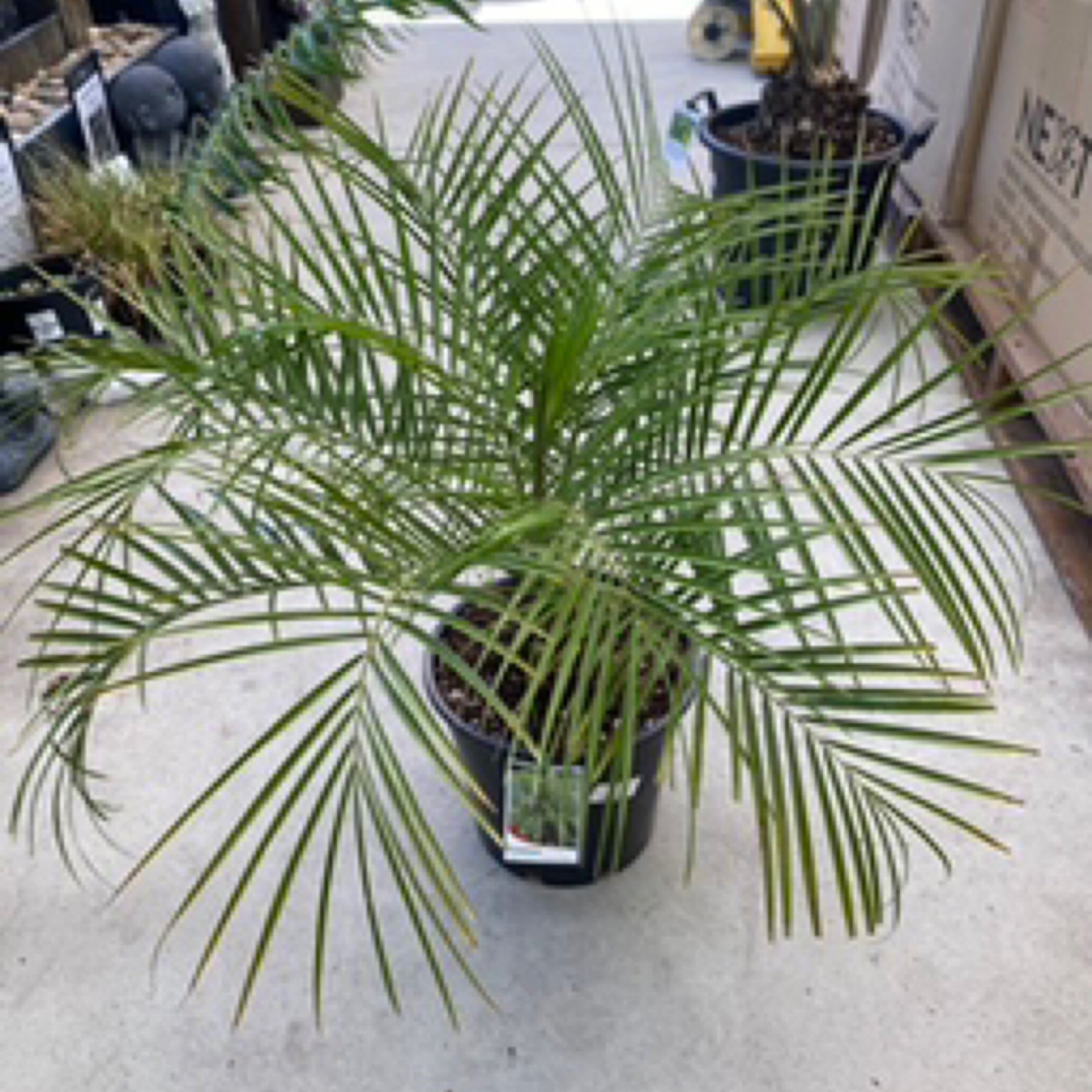 Phoenix Roebelenii - Dwarf Date Palm - 250mm | Exotic Botanic
