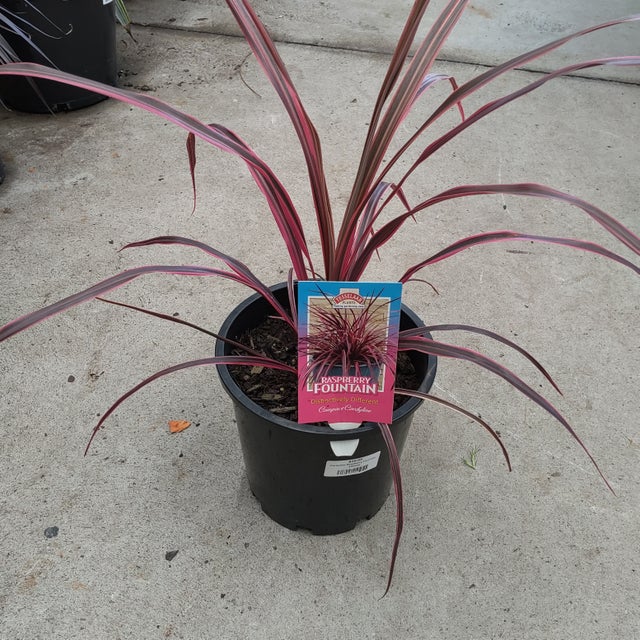 Exotic Botanic