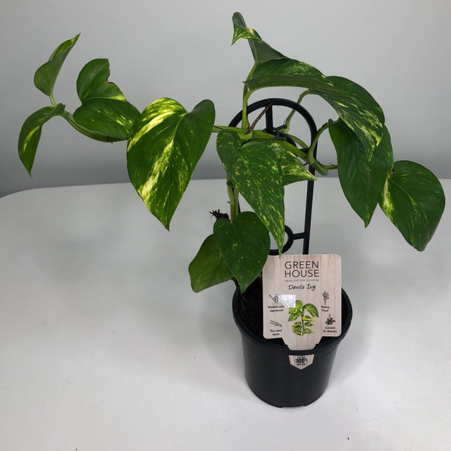 Shop All Plants, Pots & Accessories | Exotic Botanic