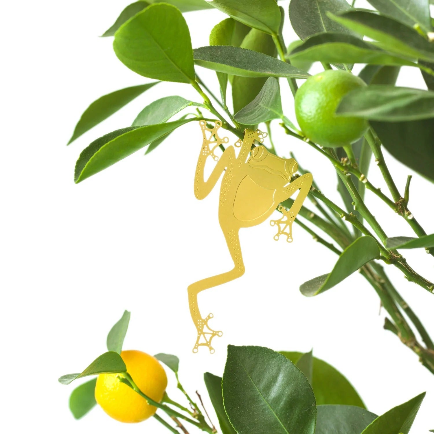 Plant Animal Tree Frog | Exotic Botanic