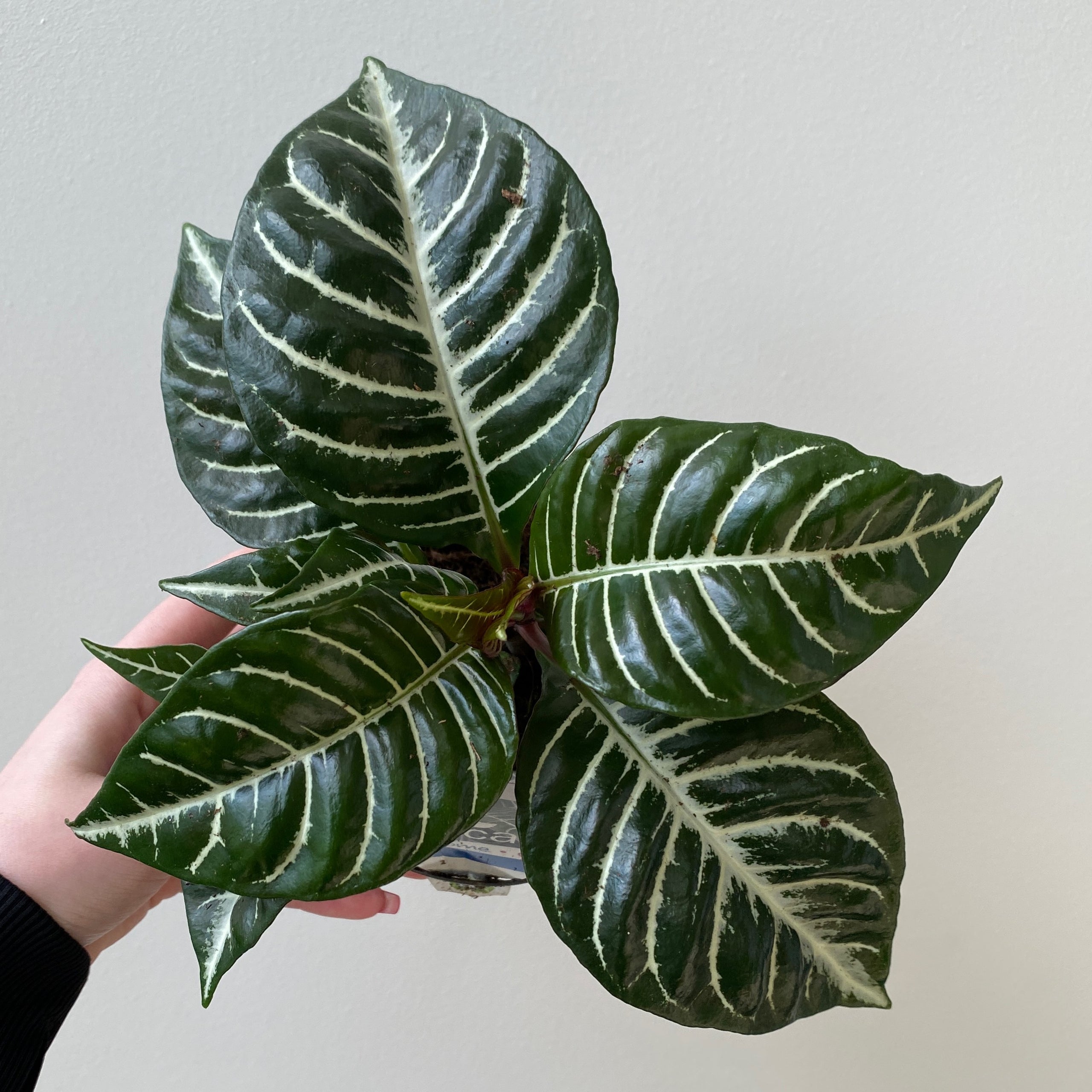 Aphelandra Squarrosa - Zebra Plant - 118mm | Exotic Botanic