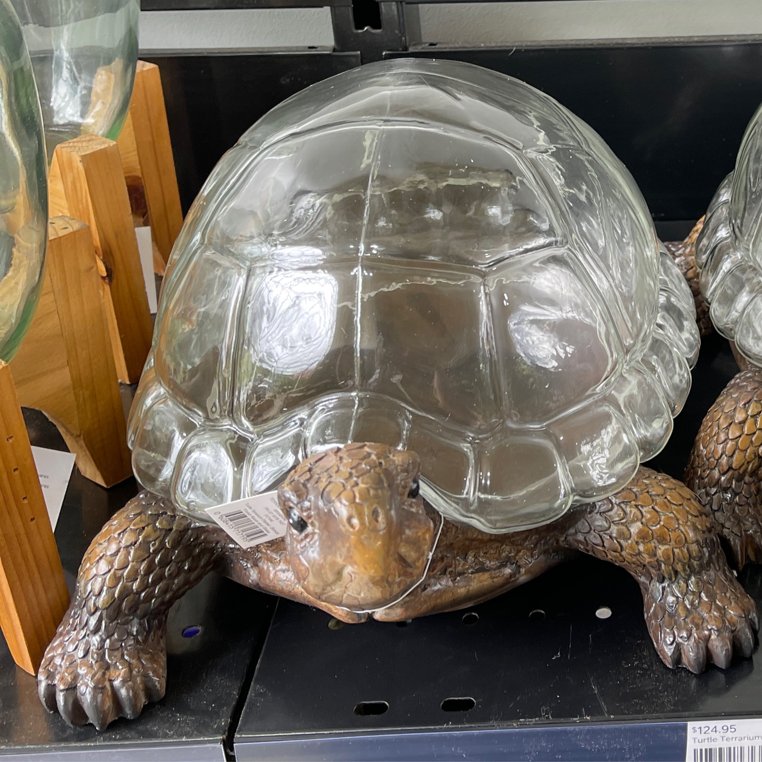 Turtle Terrarium Planter | Exotic Botanic