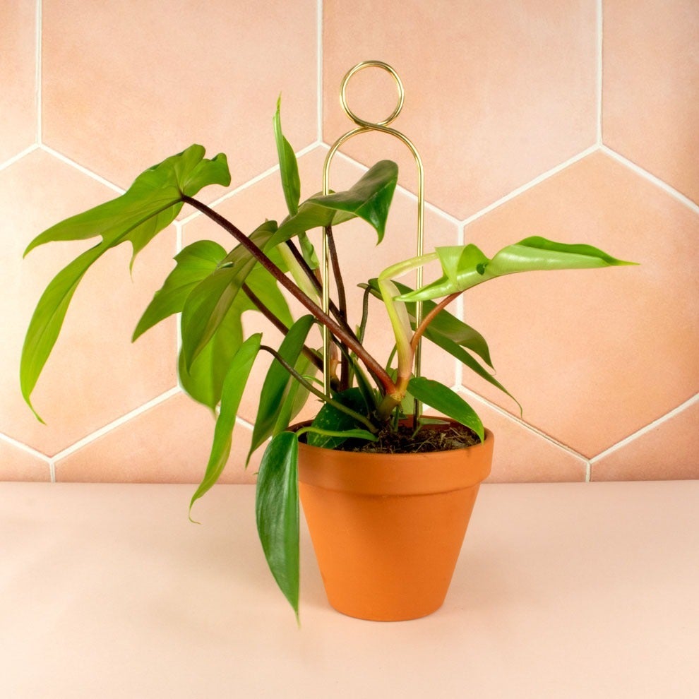 Mini Plant Stake Gold - 30cm | Exotic Botanic