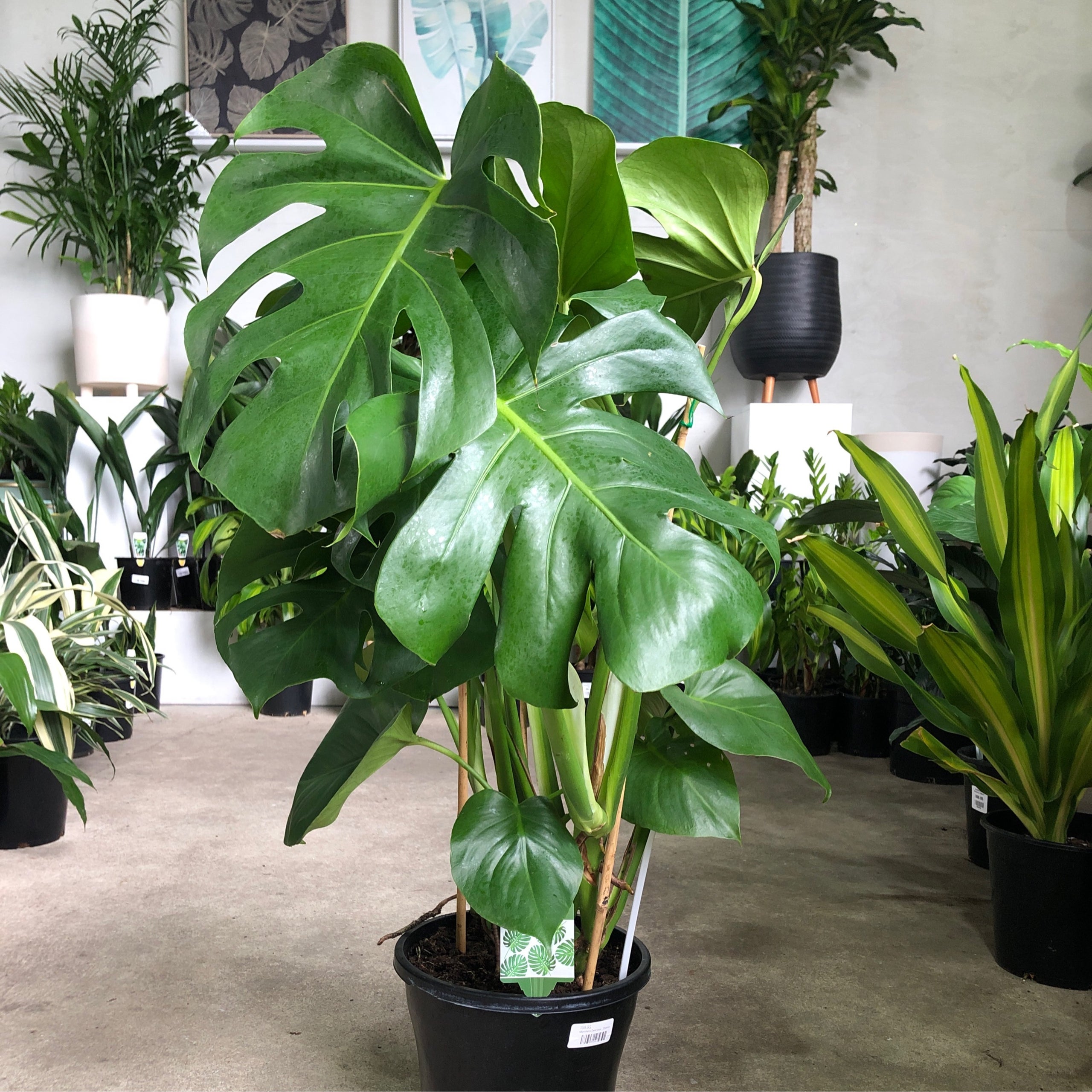 Monstera Deliciosa - 250mm | Exotic Botanic