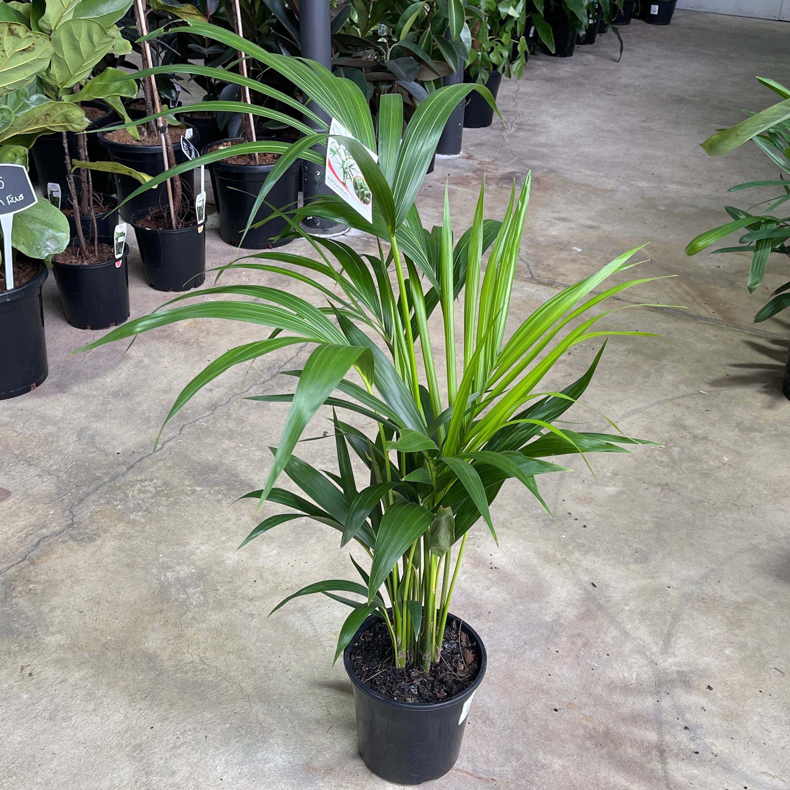 Kentia Palm - 200mm | Exotic Botanic