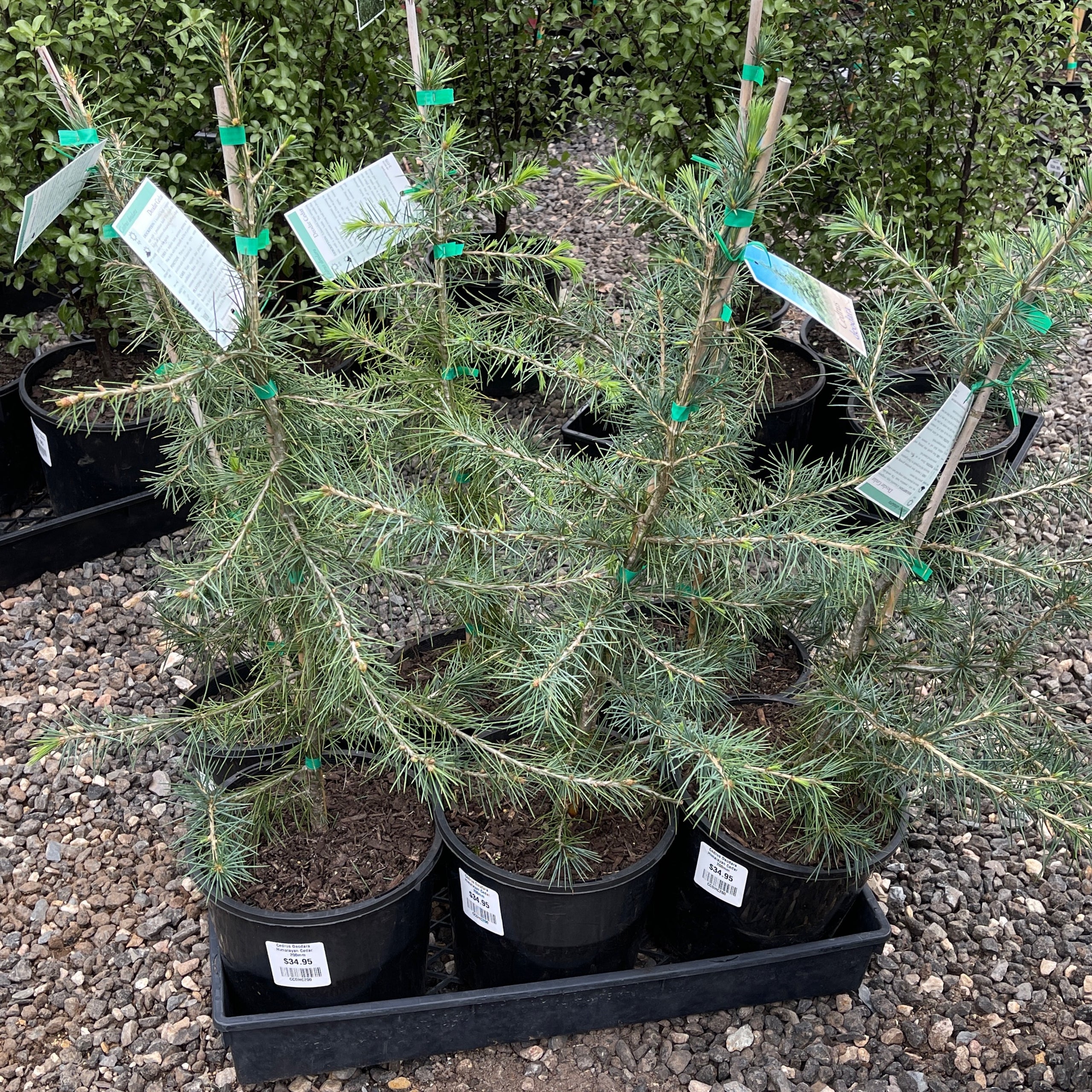 Cedrus Deodara Himalayan Cedar Conifer - 200mm | Exotic Botanic