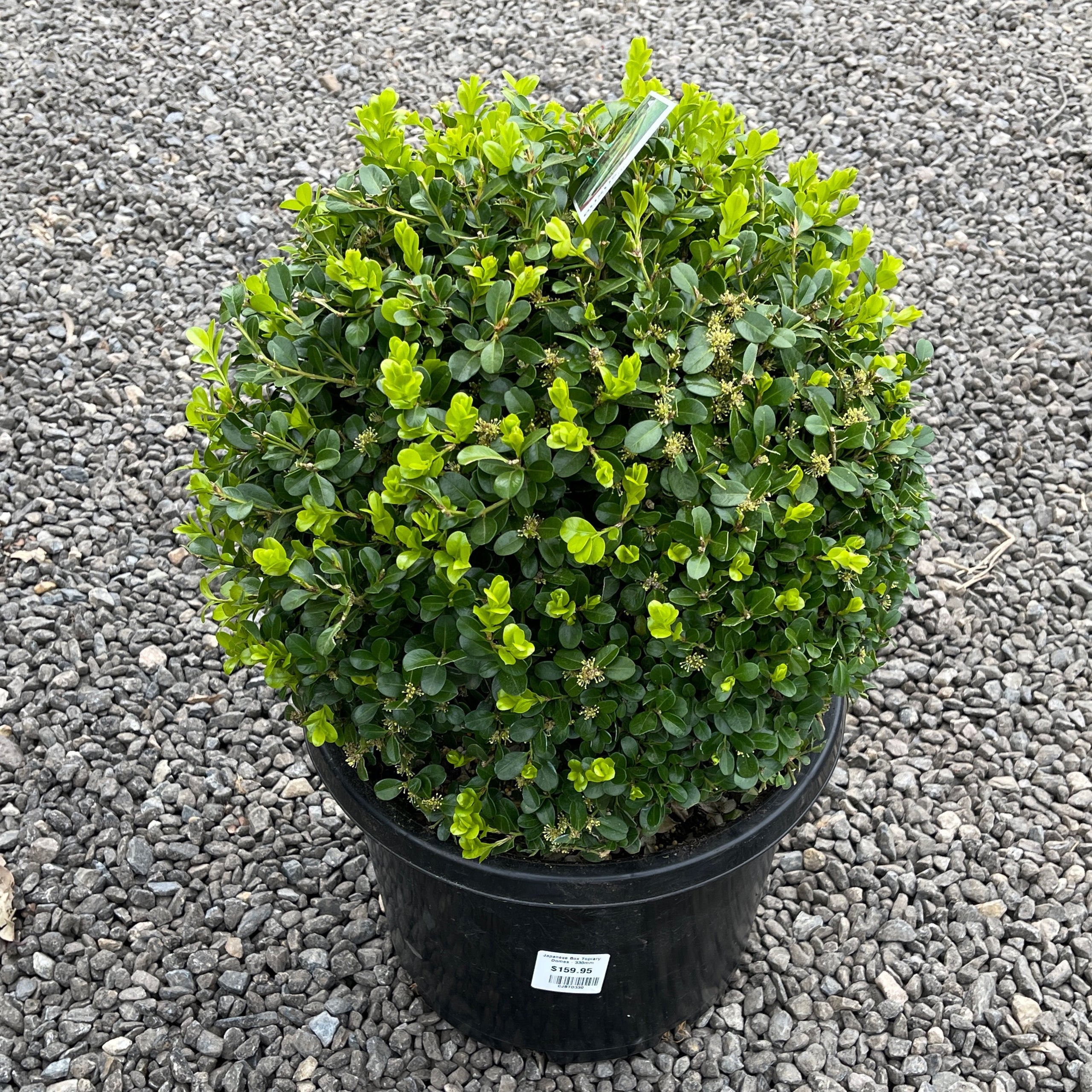 Buxus Microphylla Japonica - Japanese Box Topiary Domes - 330mm | Exotic Botanic