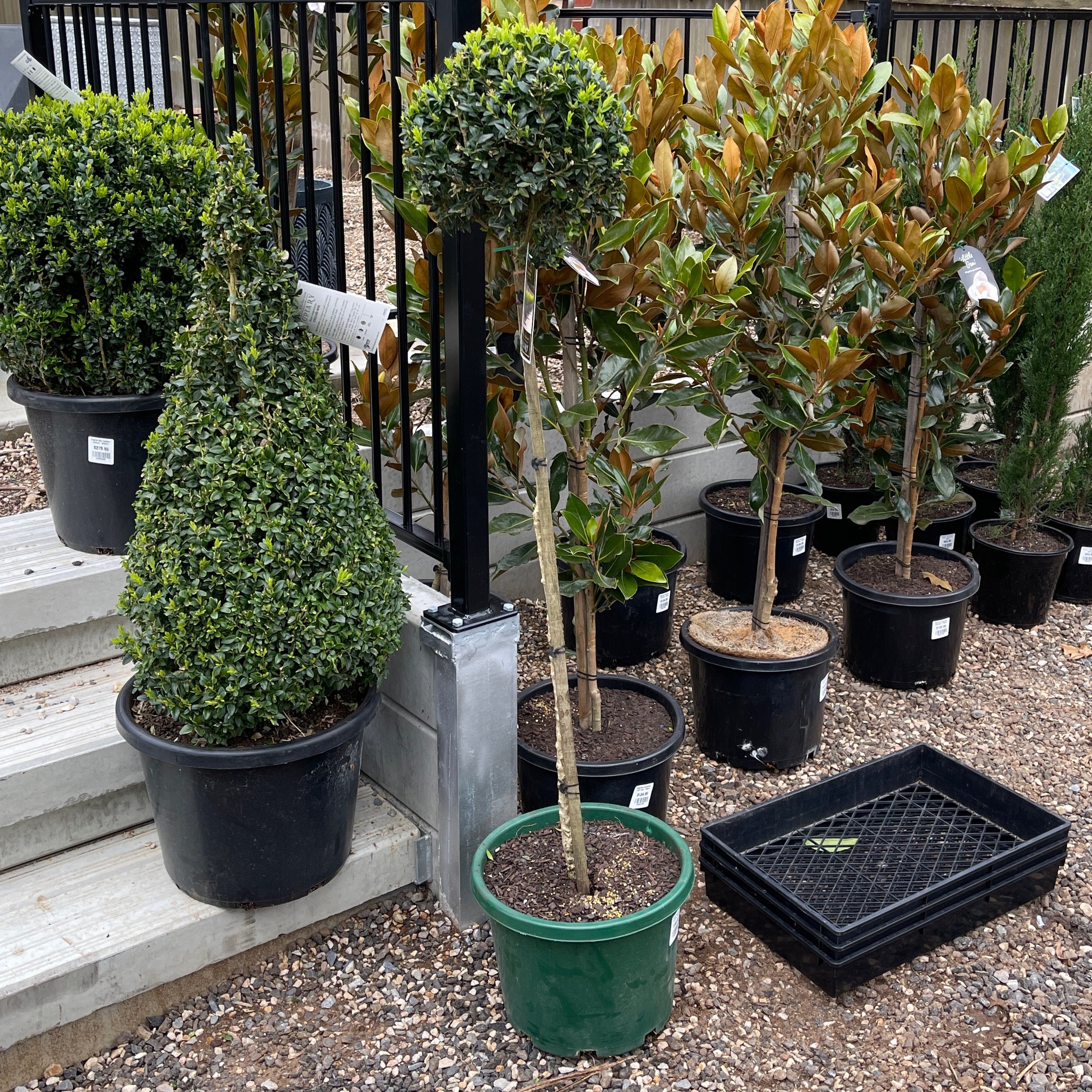 -Espalier, Topiary & Standards | Exotic Botanic