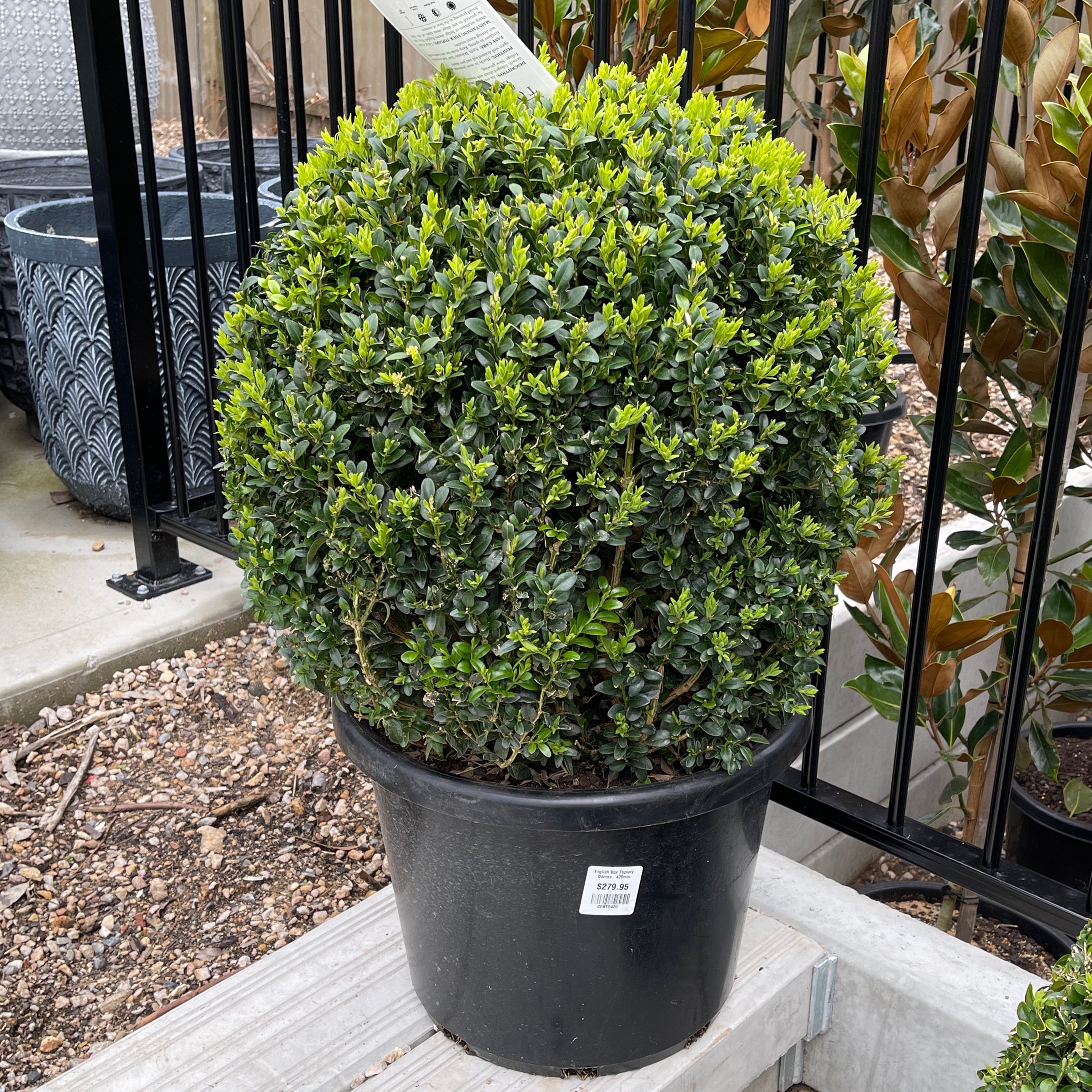 -Espalier, Topiary & Standards | Exotic Botanic