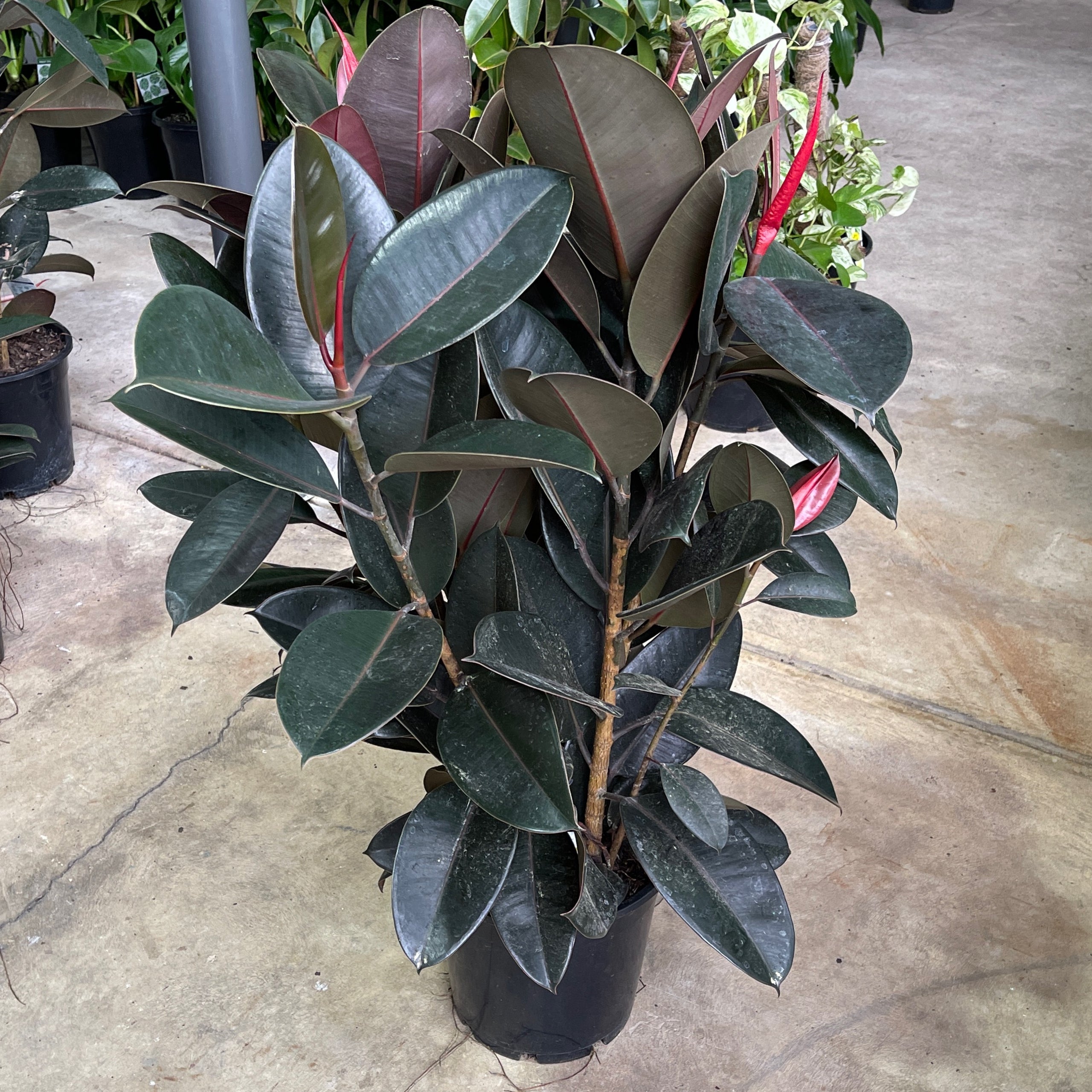 Ficus Burgundy - 250mm | Exotic Botanic
