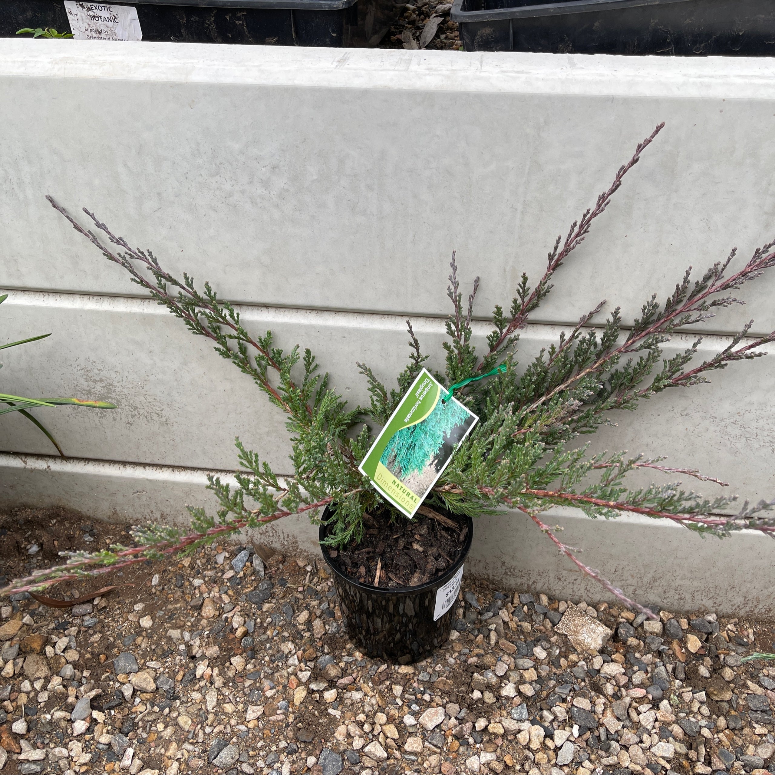 Juniperus Horizontalis Douglasii Conifer - 140mm | Exotic Botanic