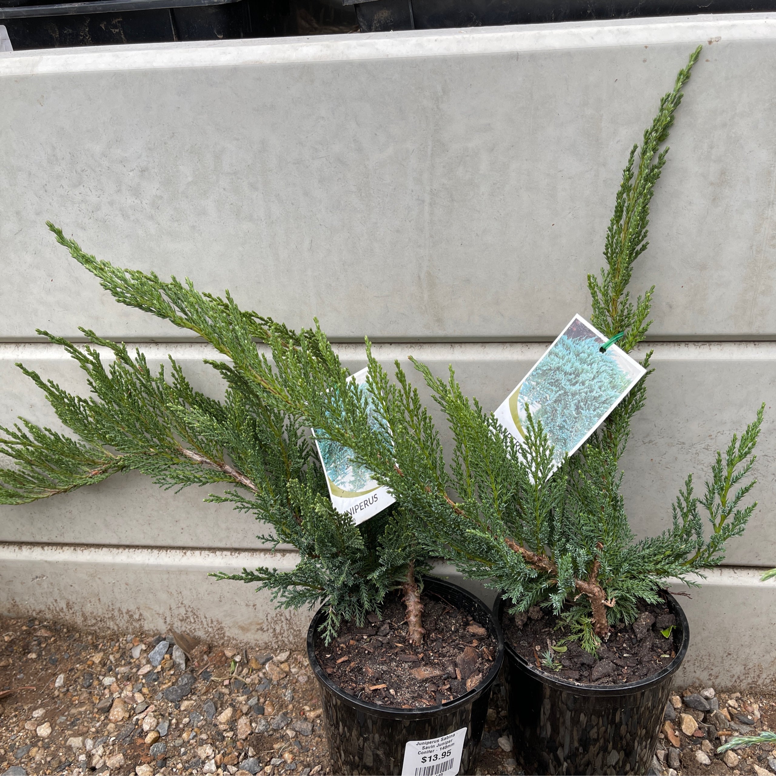 Juniperus Sabina - Savin Juniper Conifer - 140mm | Exotic Botanic