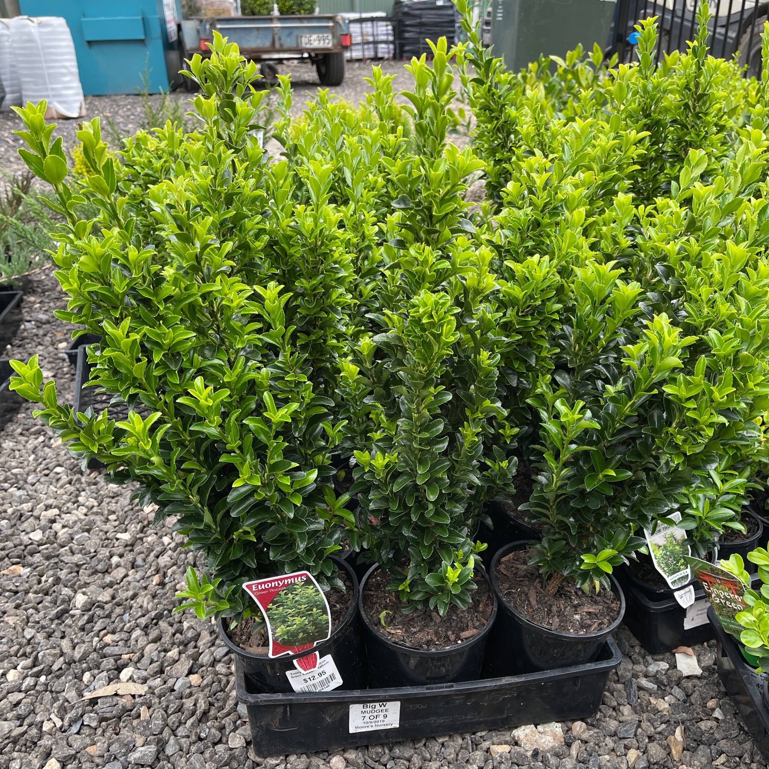 Euonymus Japonicus Green Rocket - 140mm | Exotic Botanic