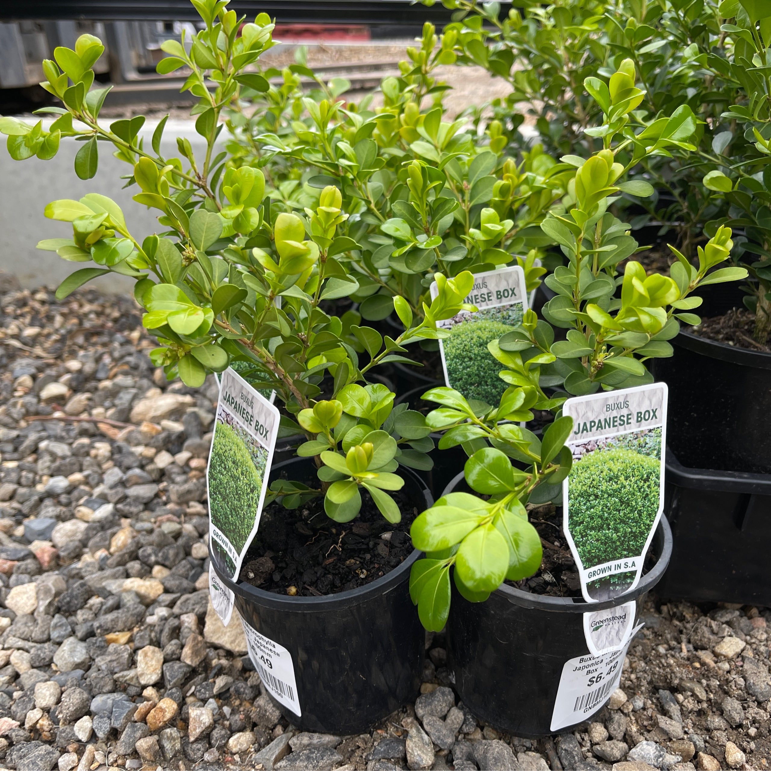 Buxus Microphylla Japonica - Japanese Box - 100mm | Exotic Botanic