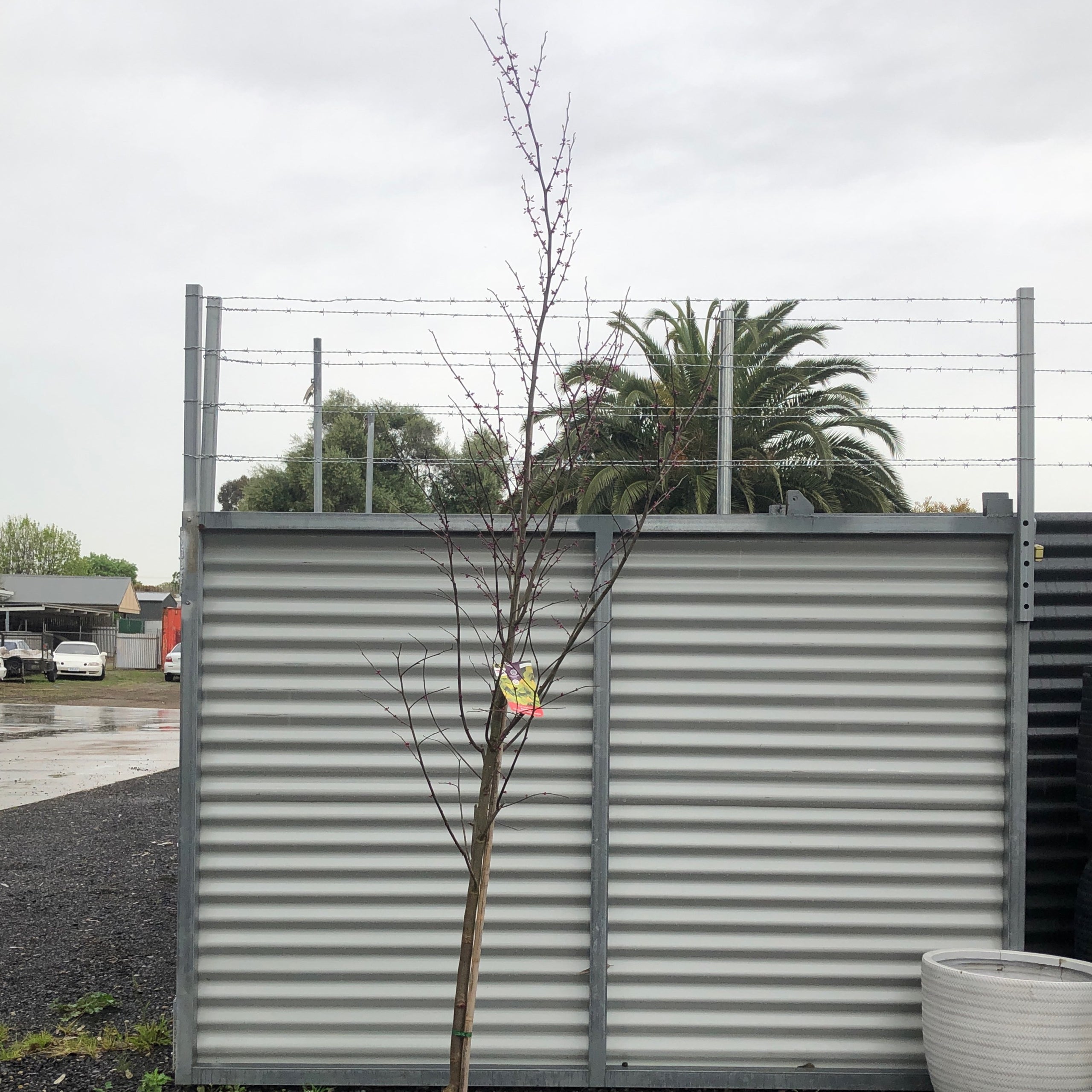 Cercis Canadensis Aurelian - 330mm | Exotic Botanic