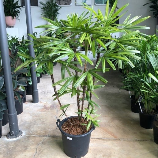 Rhapis Excelsa Variegated - 400mm | Exotic Botanic