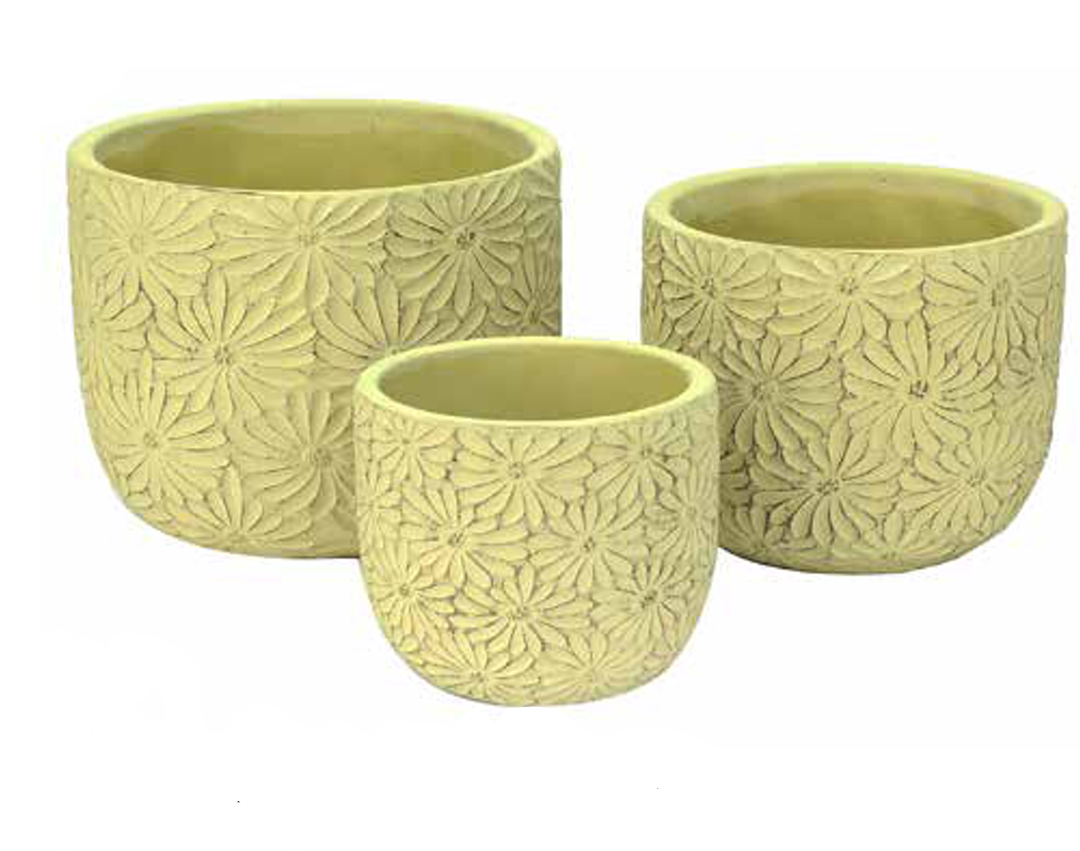 Daisy Pot Parakeet | Exotic Botanic