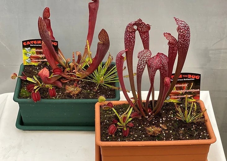 Window Box mixed carnivorous - 270mm | Exotic Botanic