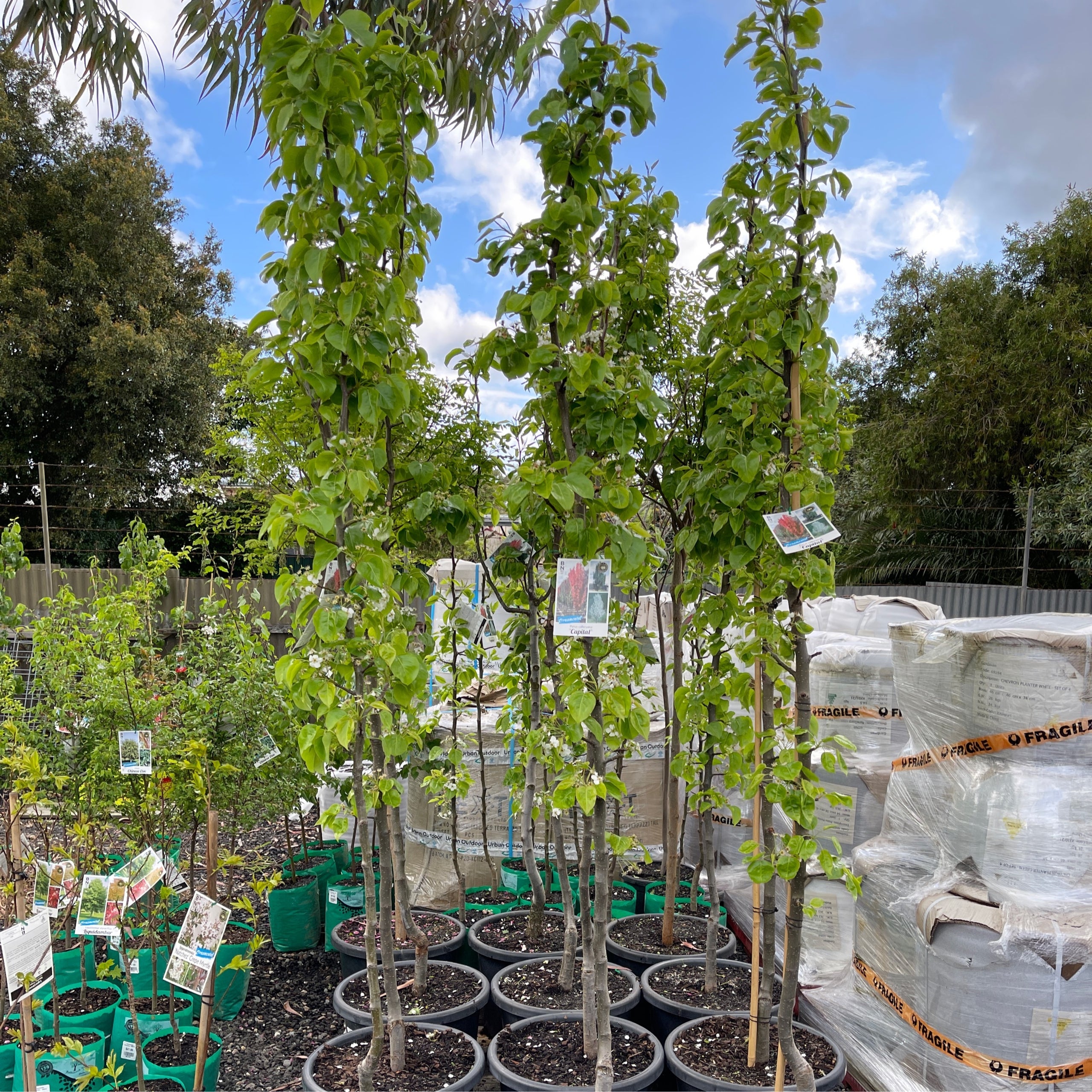 Pyrus Calleryana - Capital Ornamental Pear - 400mm | Exotic Botanic
