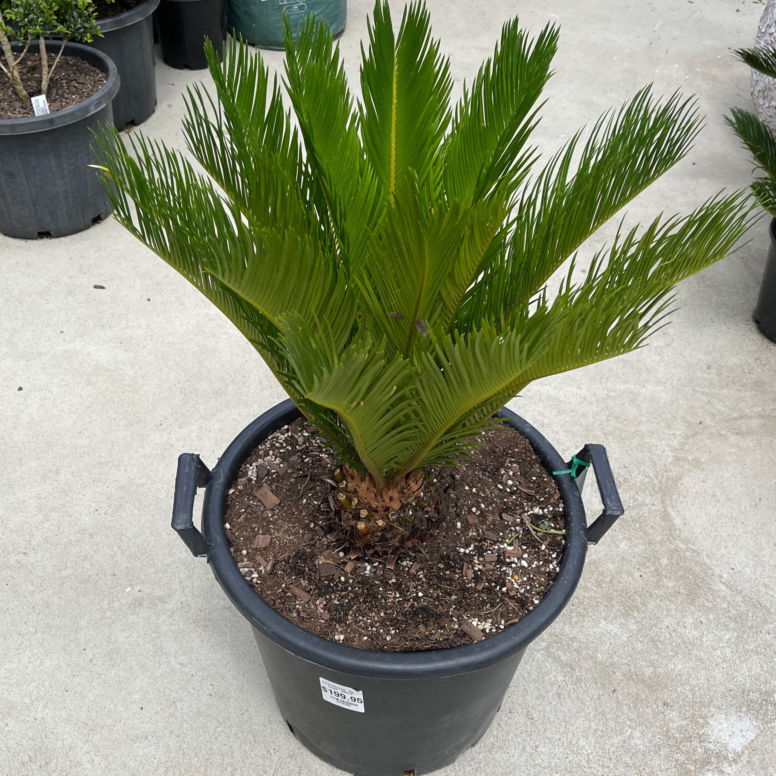 Cycas Revoluta - Sago Cycad - 400mm | Exotic Botanic