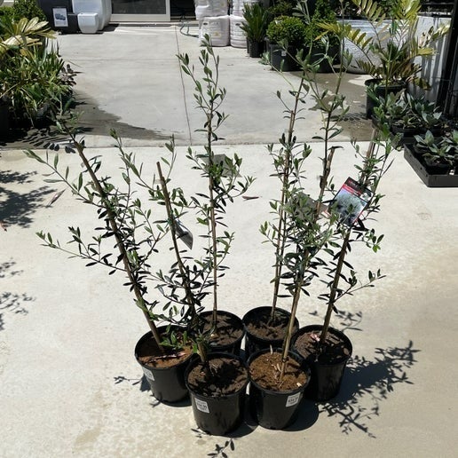 Olea Europaea - Mission Olive - 200mm | Exotic Botanic