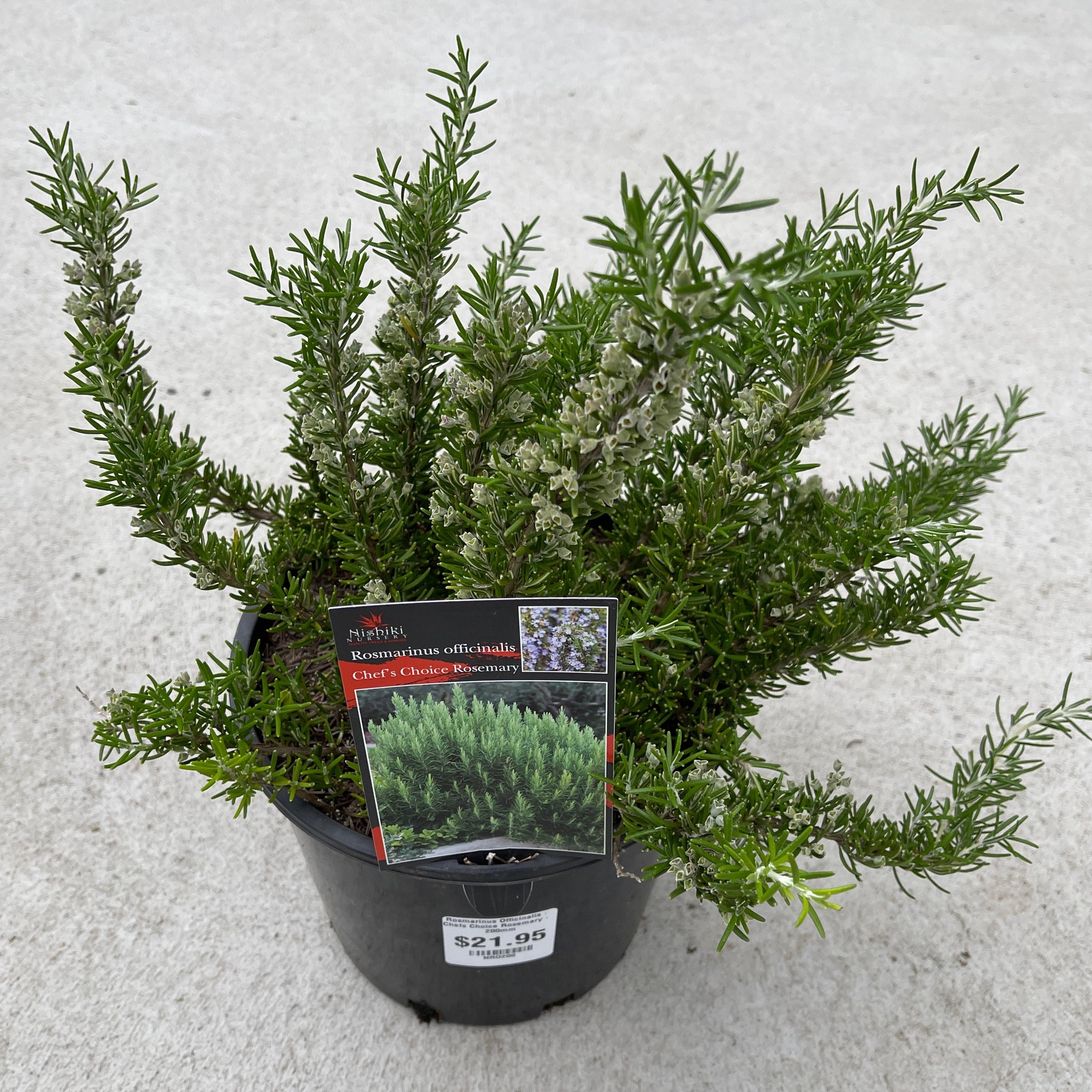 Rosmarinus Officinalis Herb - Chefs Choice Rosemary - 200mm | Exotic ...