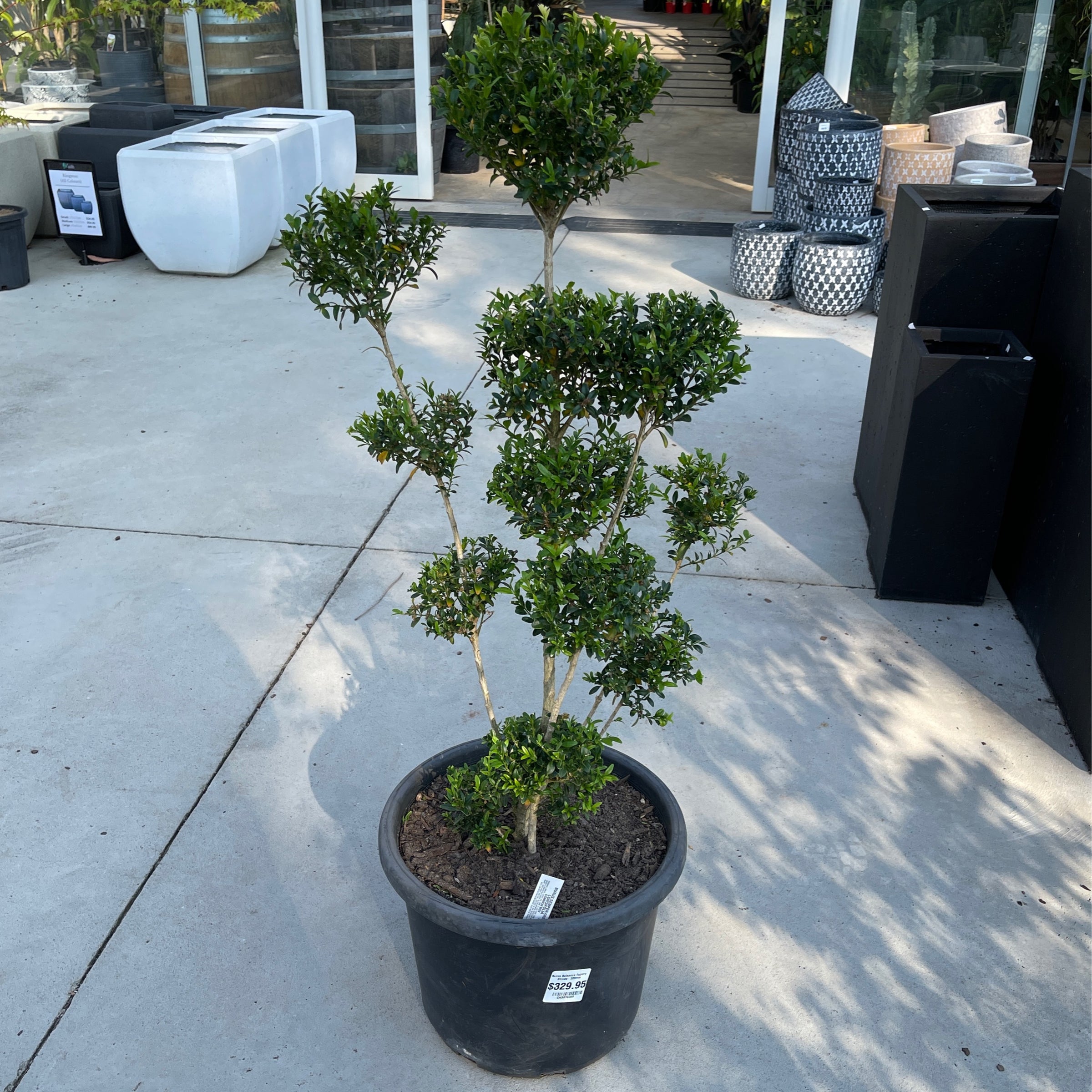 -Espalier, Topiary & Standards | Exotic Botanic